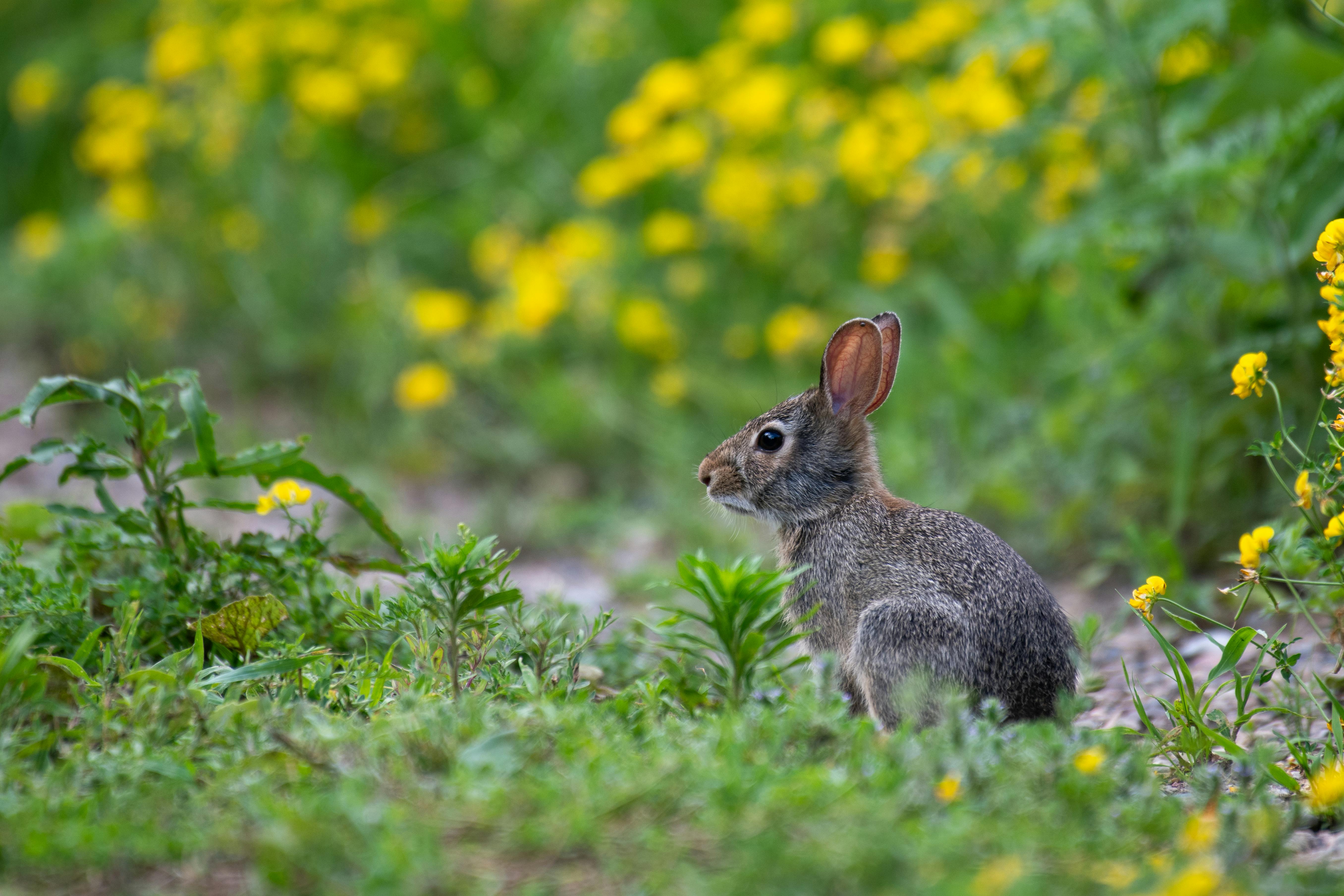 Cute Rabbit Photos, Download The BEST Free Cute Rabbit Stock Photos ...
