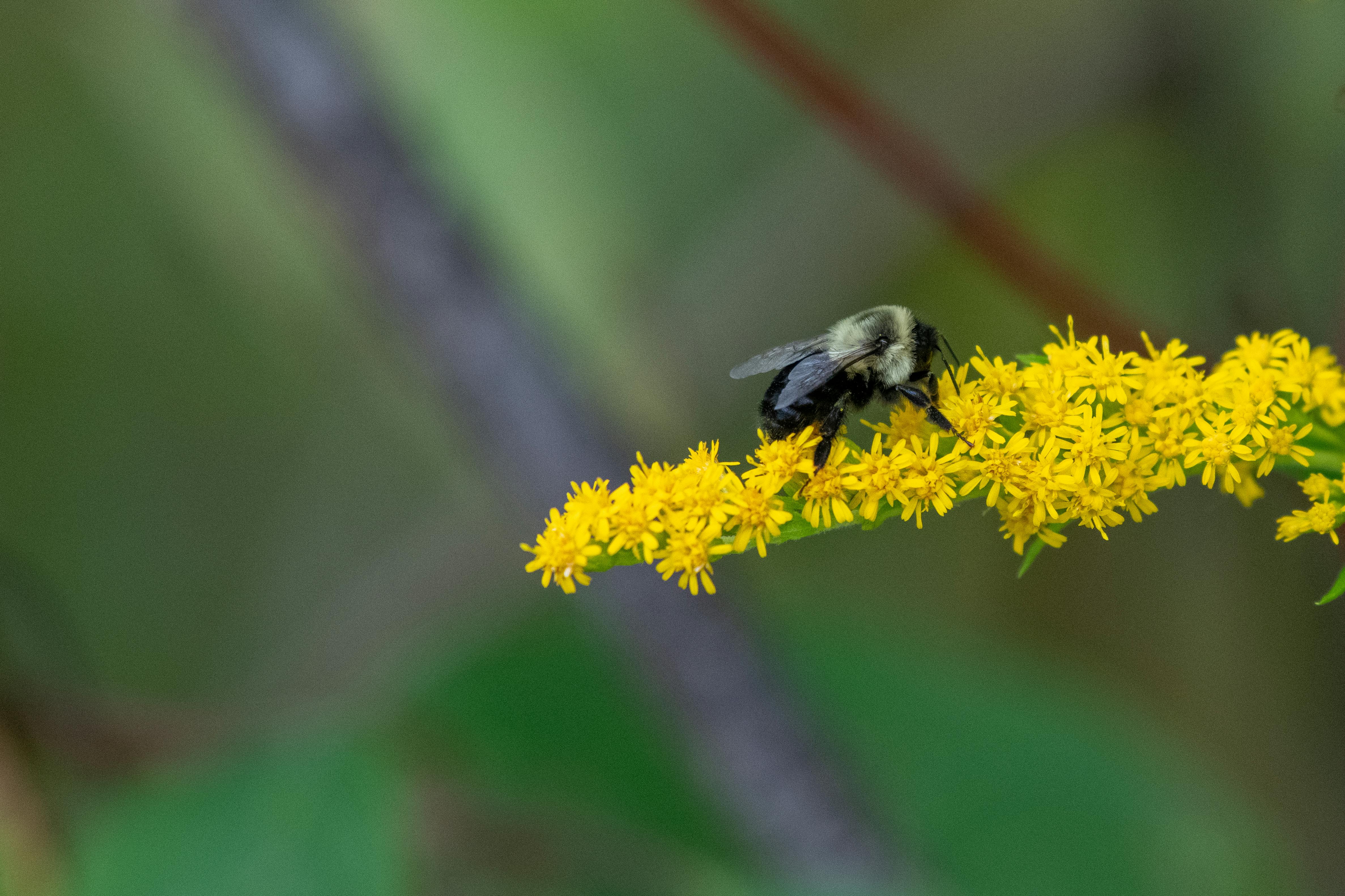 Bumble Bee Photos, Download The BEST Free Bumble Bee Stock Photos & HD ...