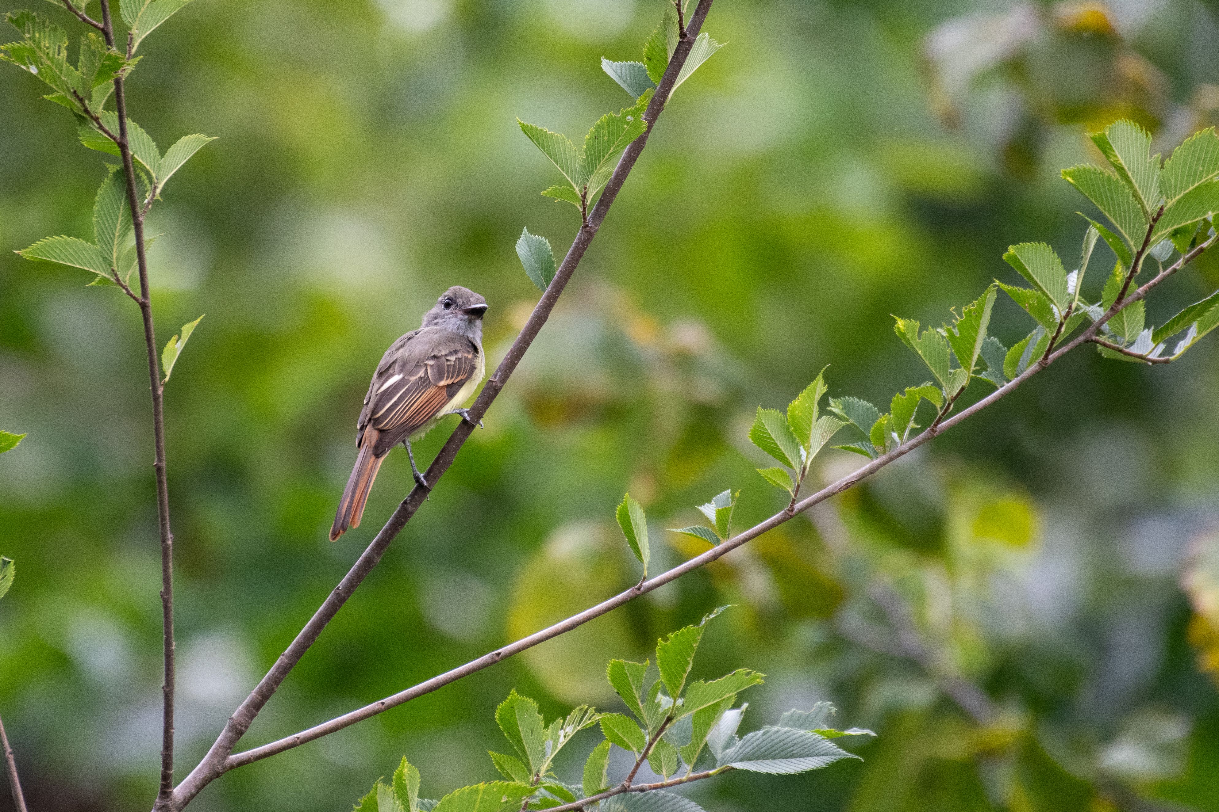 Gray Small Bird on Green Leaves · Free Stock Photo