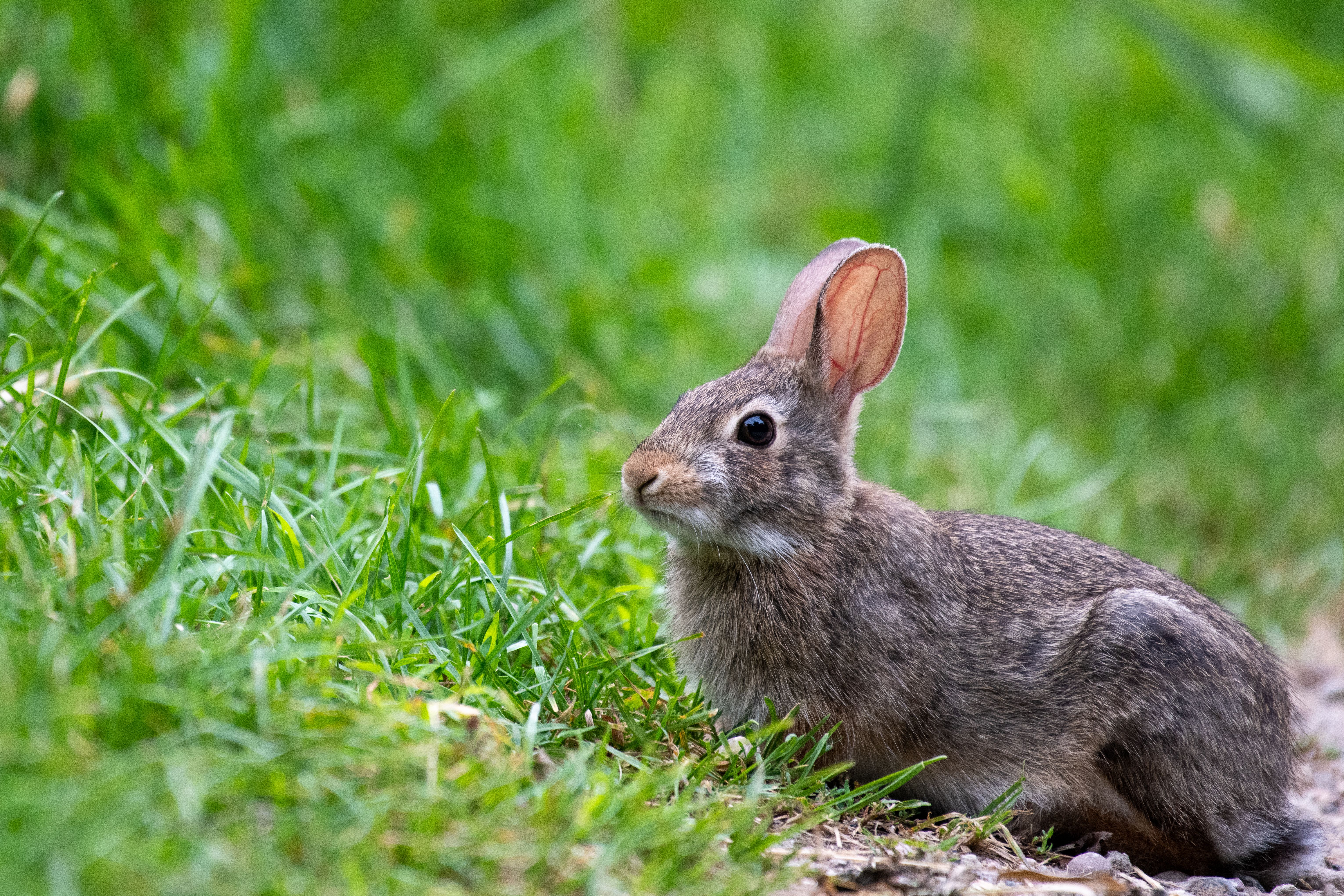 Wild Rabbit in Natural Green Habitat · Free Stock Photo