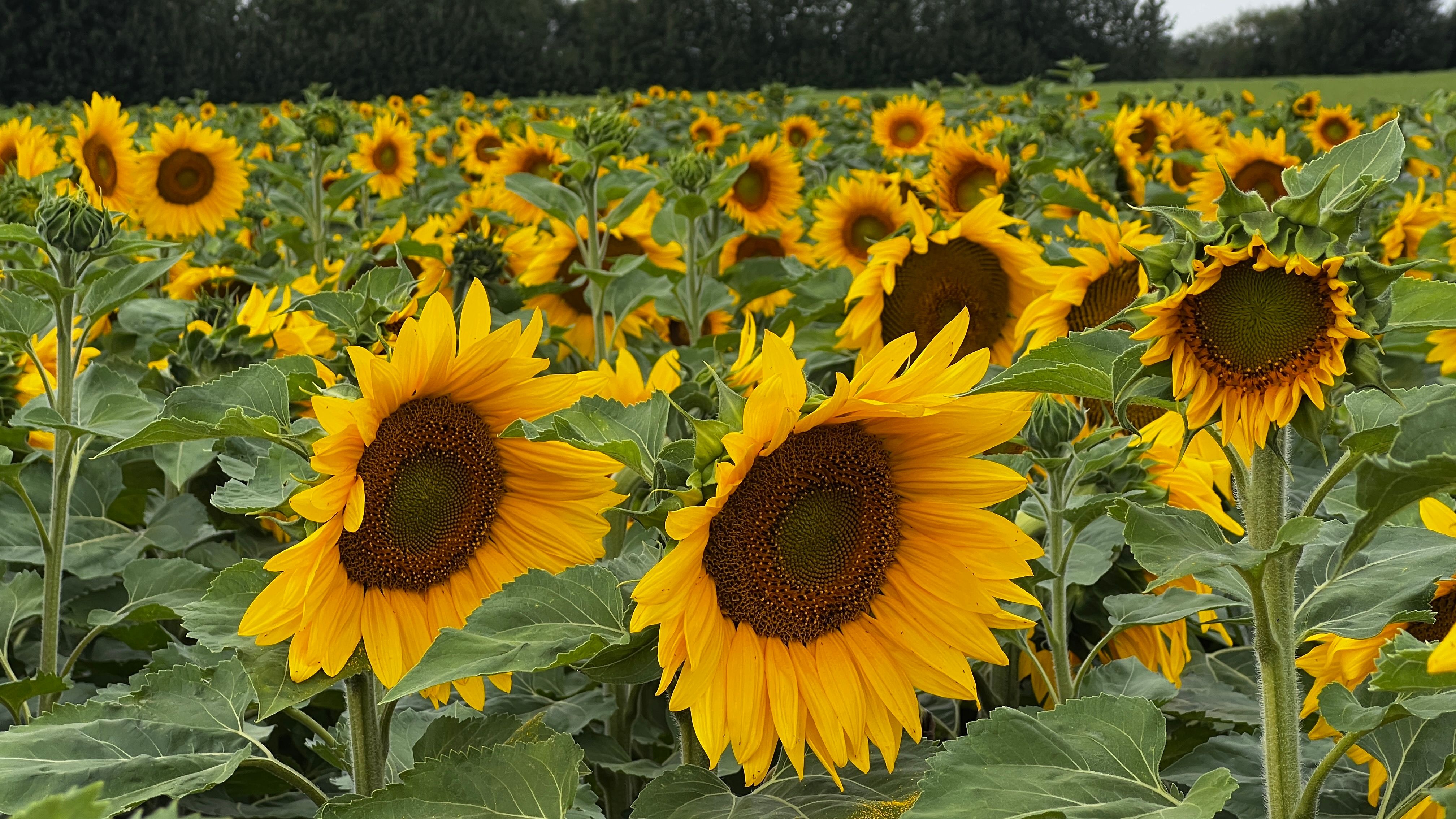 Yellow Landscape Photos, Download The BEST Free Yellow Landscape Stock ...