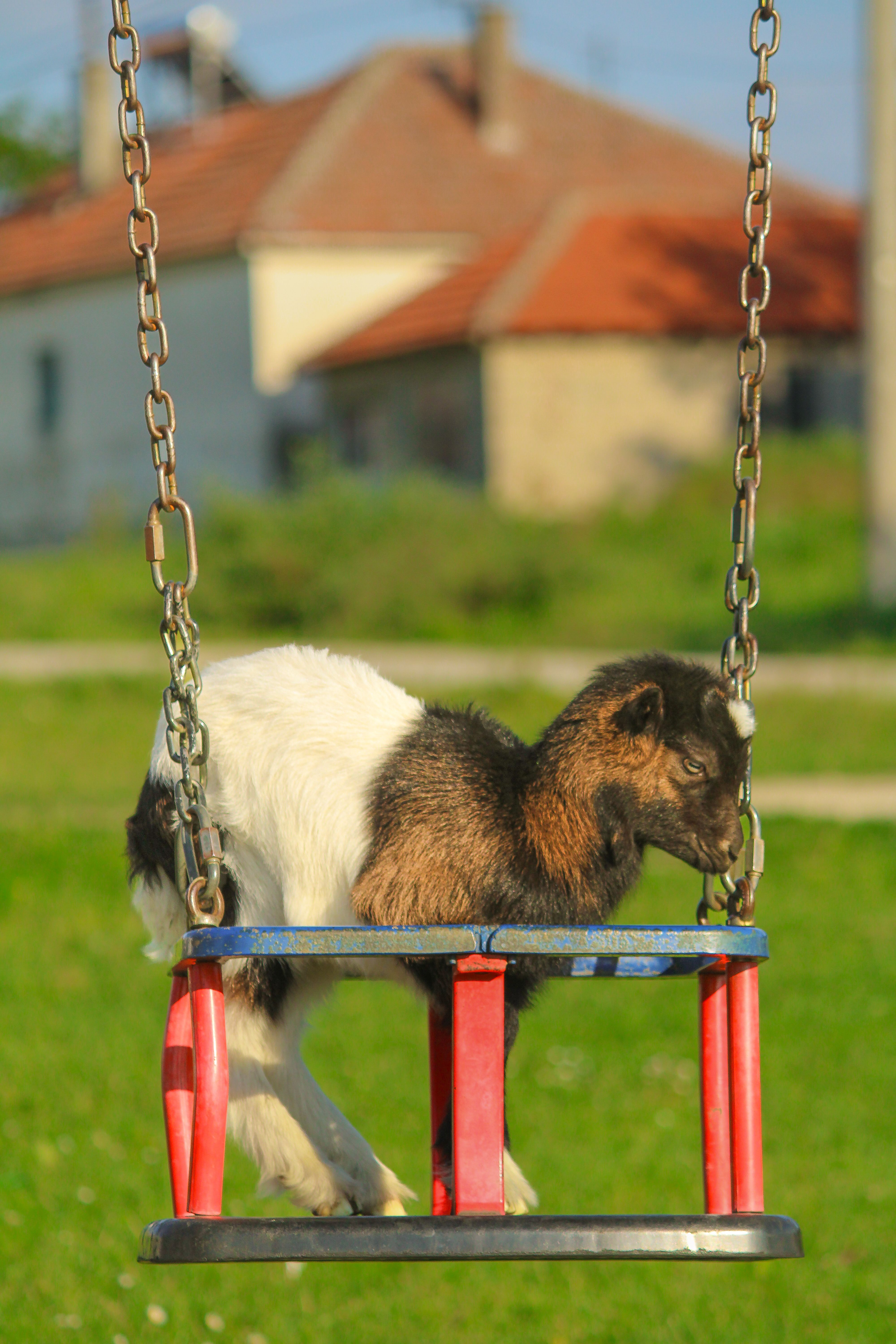 Young Goat Sitting on a Playground Swing Outdoors · Free Stock Photo