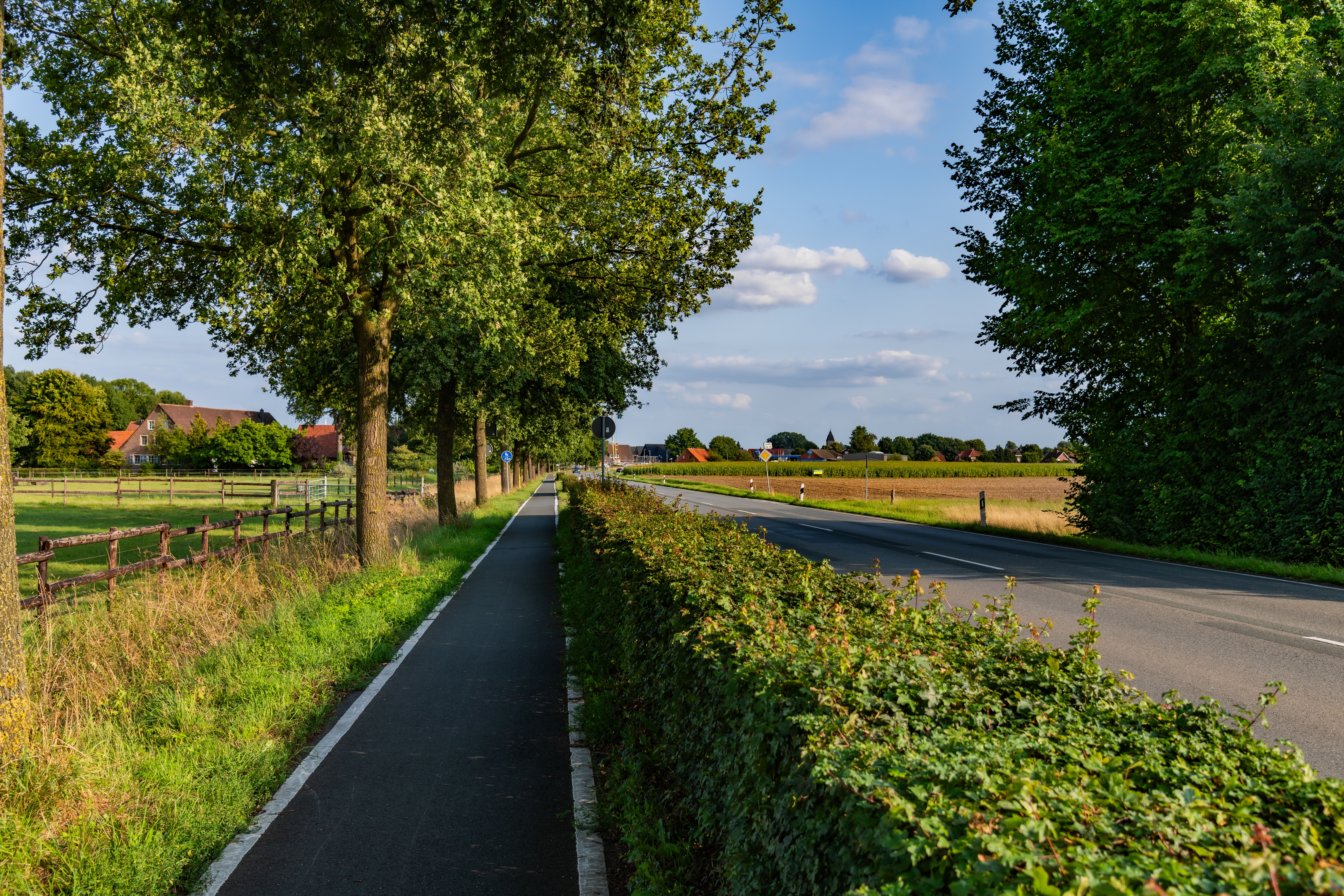 Scenic Road and Bicycle Path Lined with Trees · Free Stock Photo