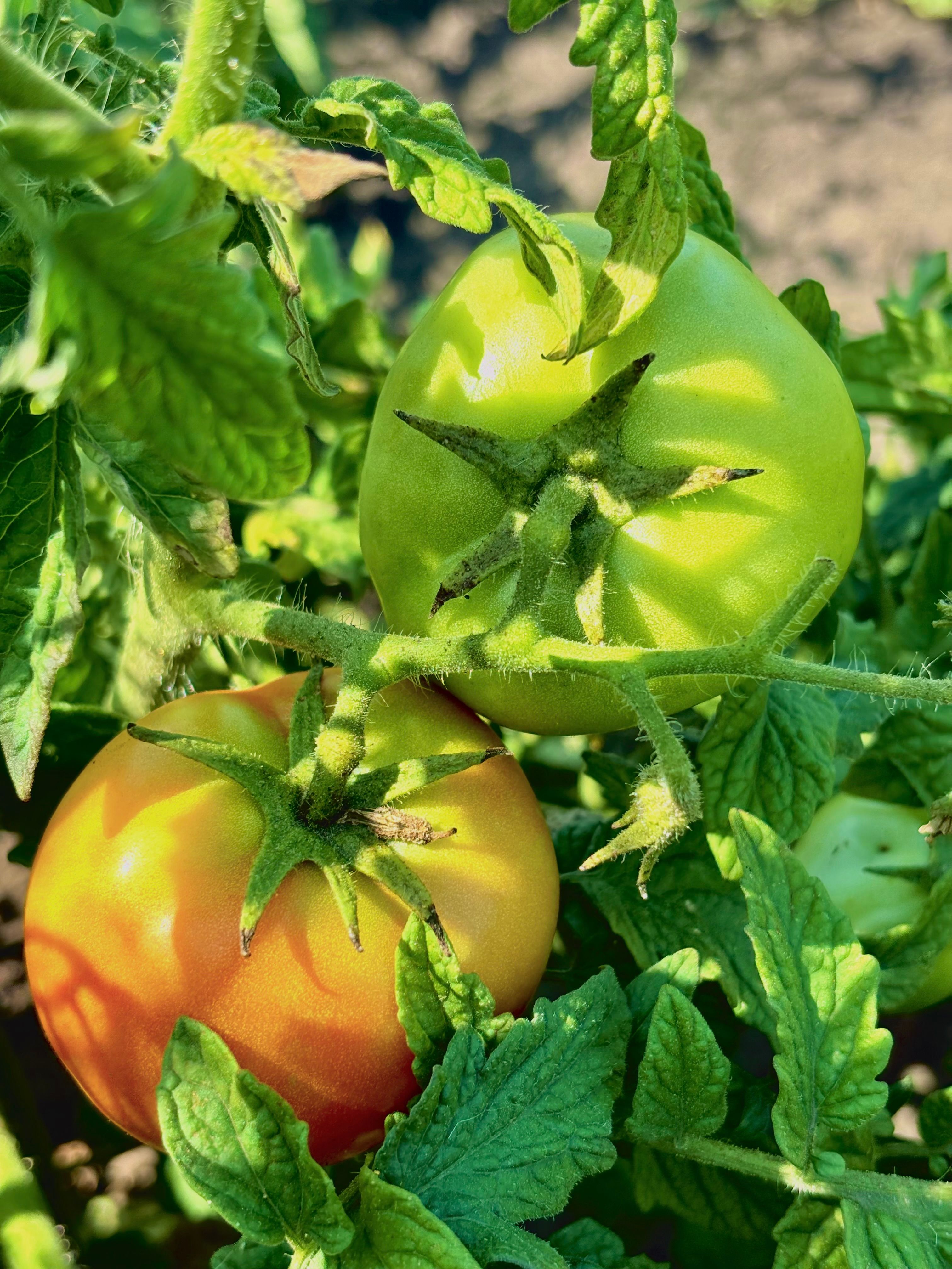 Foto gratuita di agricoltura, agricoltura ecologica, agricoltura ...