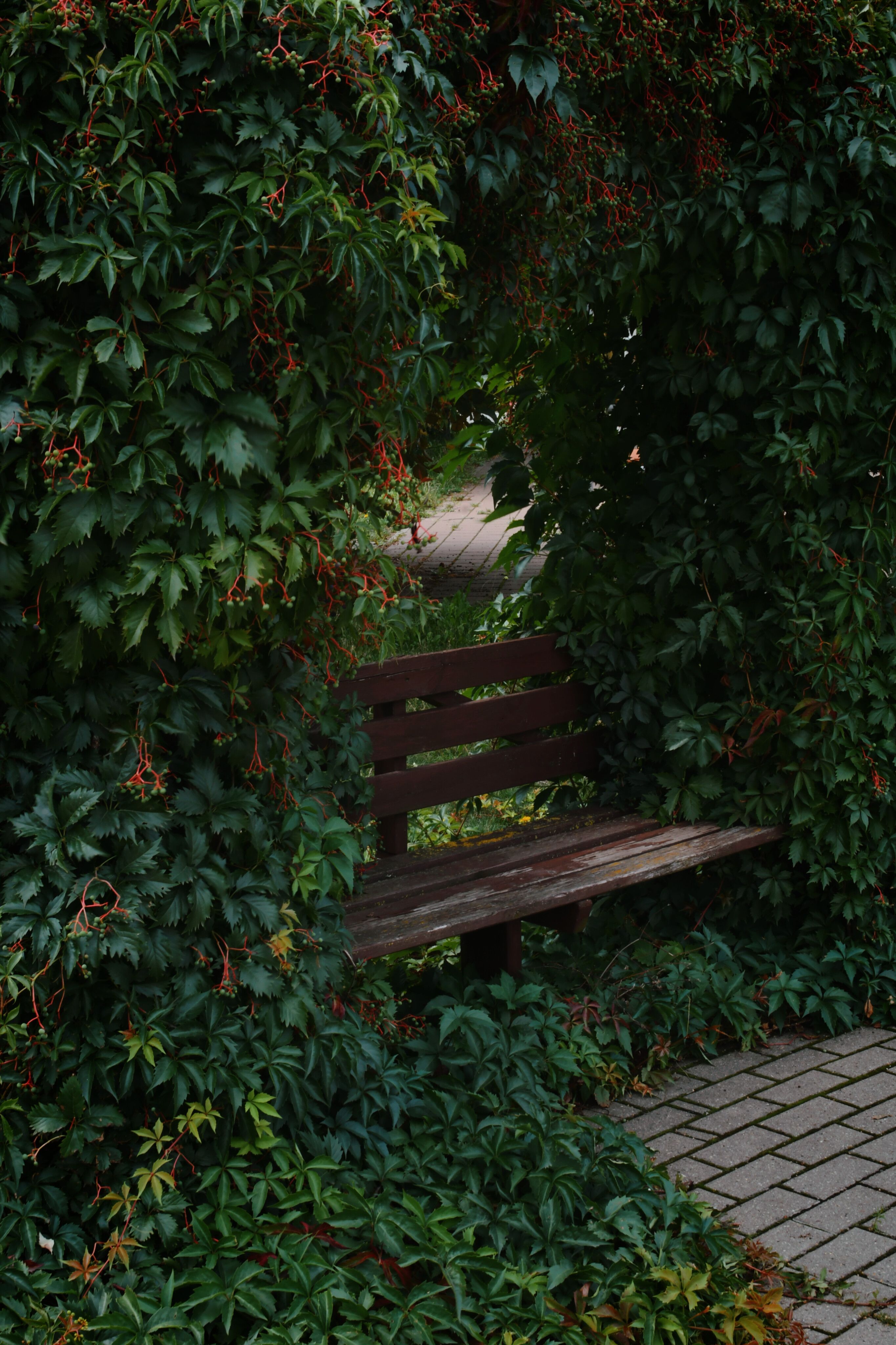 Wooden Bench Surrounded by Lush Green Foliage · Free Stock Photo
