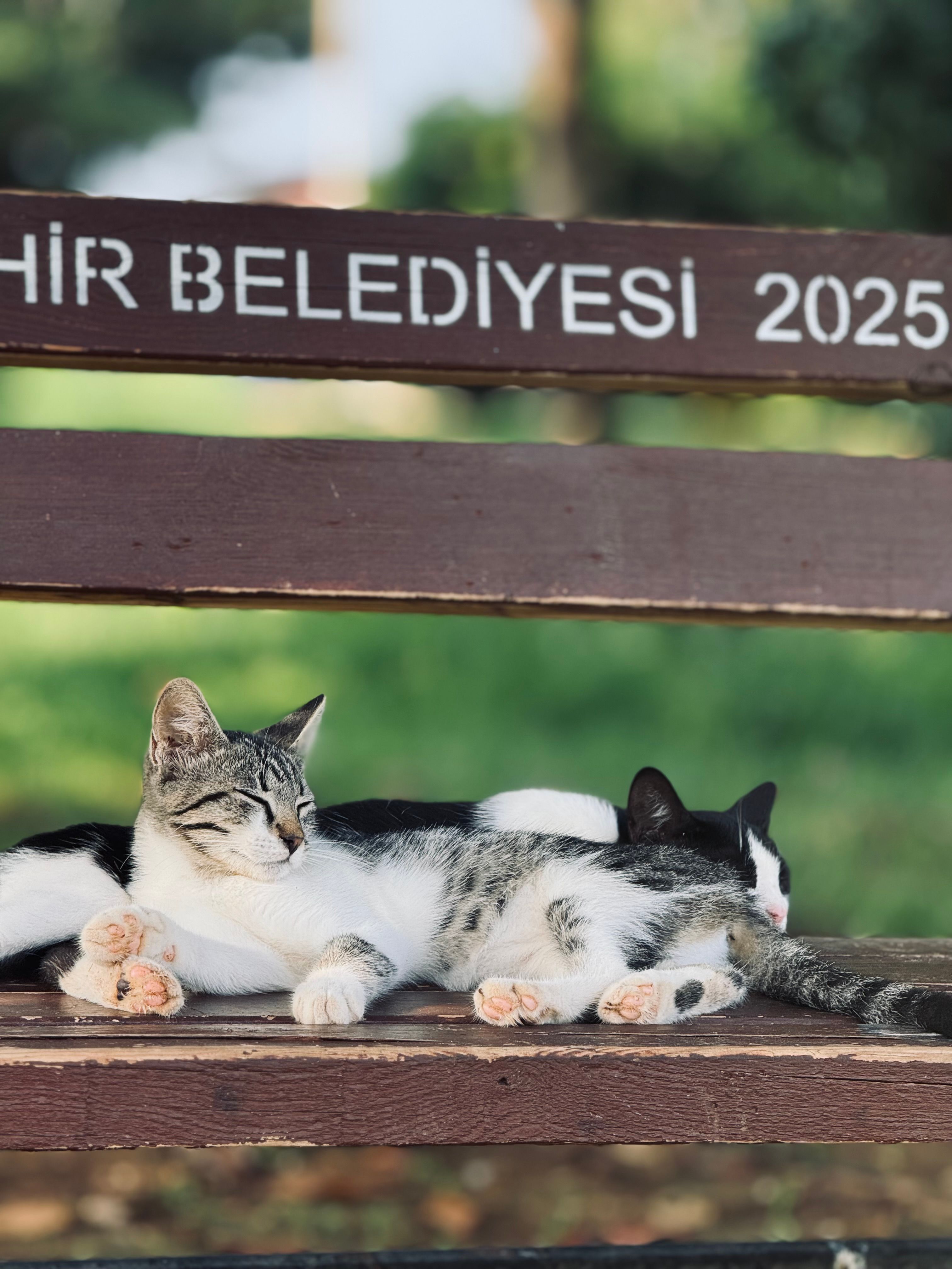 Sleeping Cats on City Bench in Park · Free Stock Photo