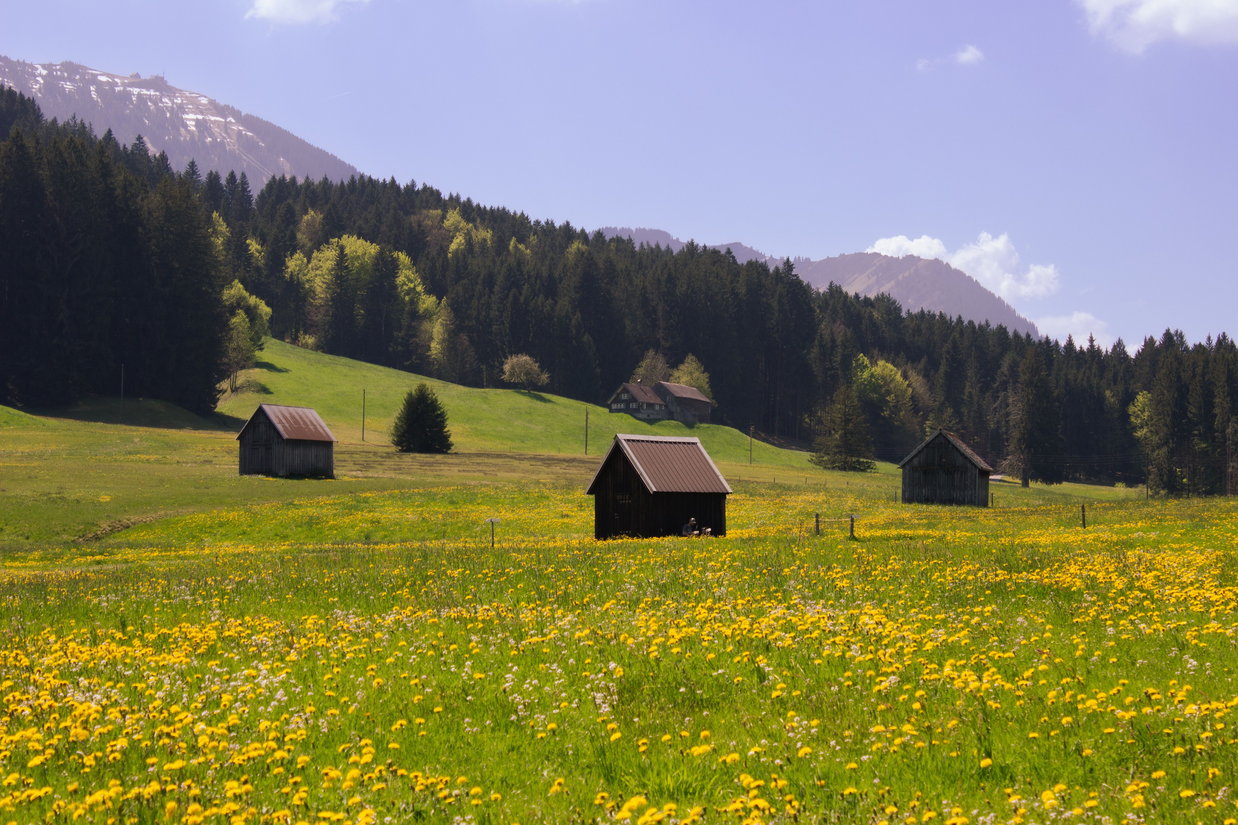 Peaceful Spring Meadow with Rustic Cabins and Mountain View · Free ...