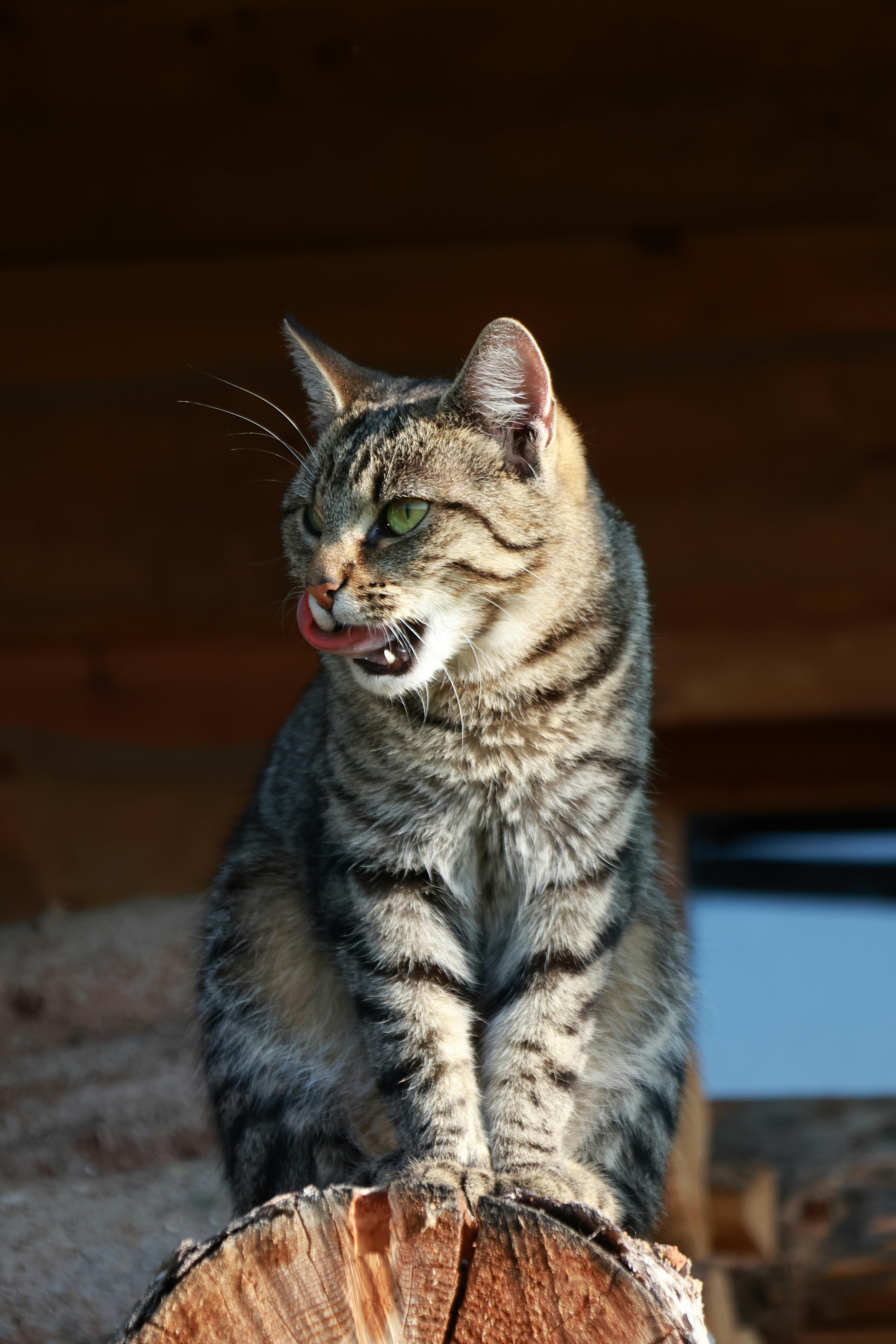 Scared Cat Photos, Download The BEST Free Scared Cat Stock Photos & HD ...