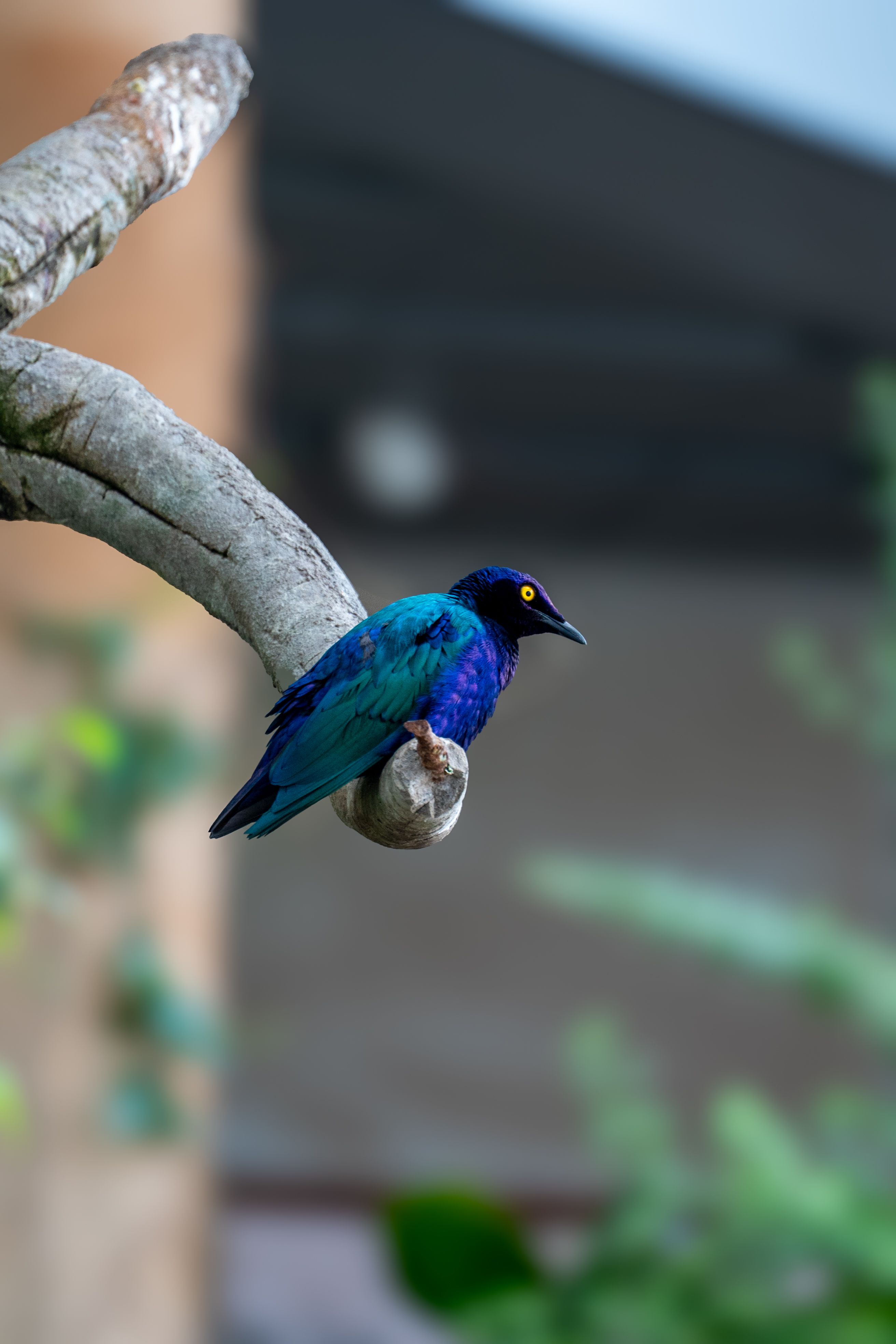 7,000+ Best Bird Photos · 100% Free Download · Pexels Stock Photos