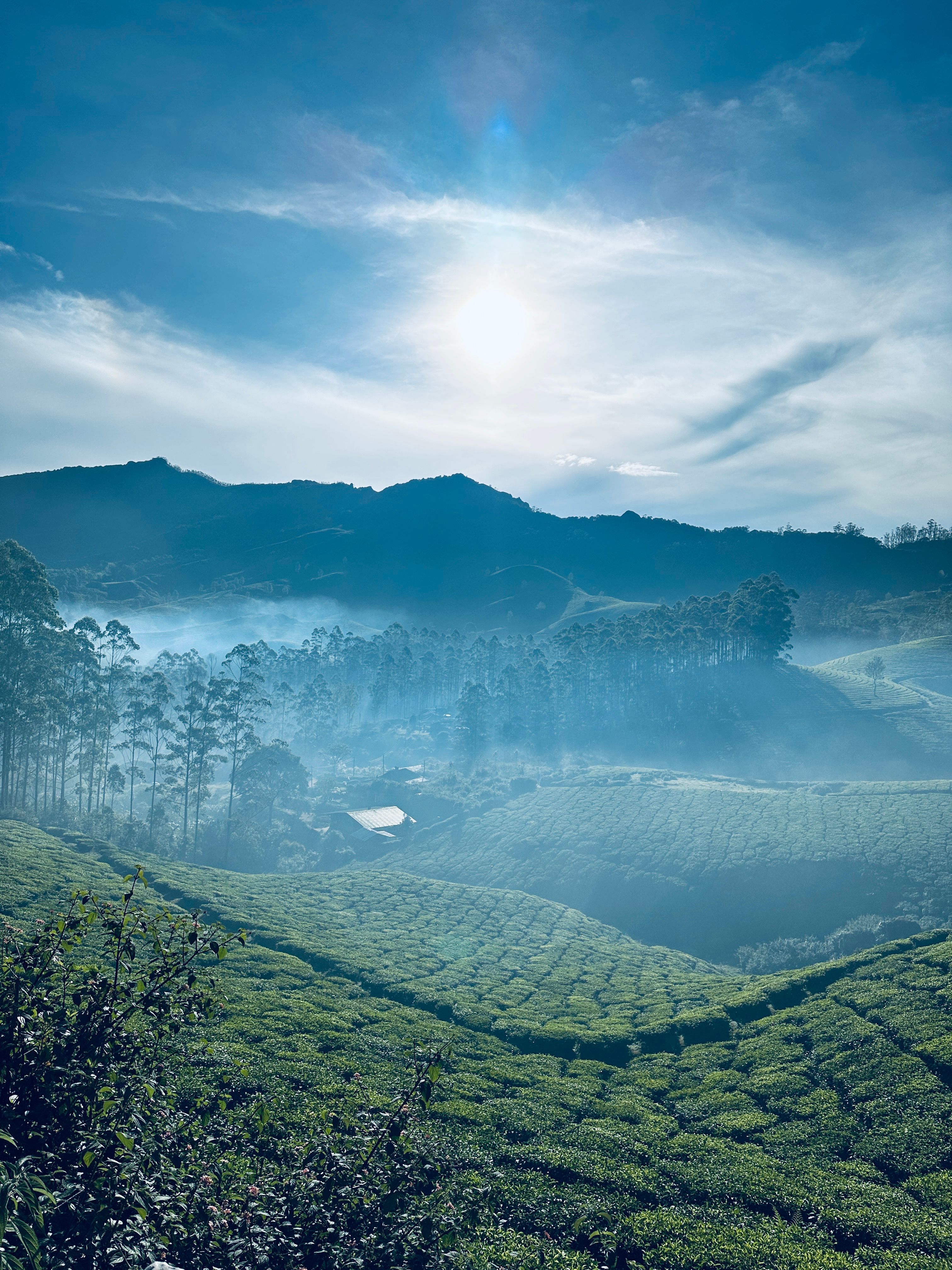 Scenic View of Misty Tea Plantations at Sunrise · Free Stock Photo