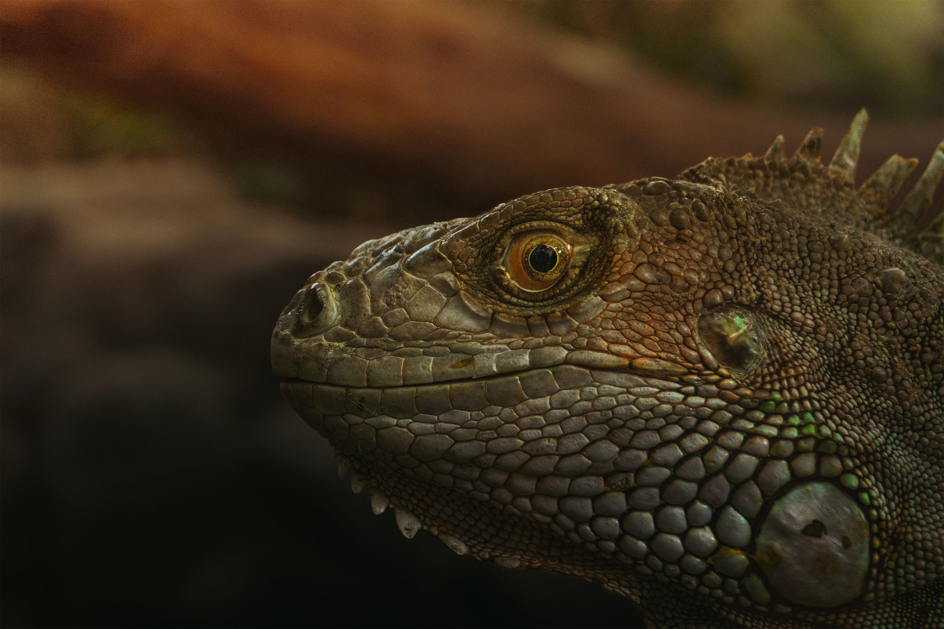 Close-Up Portrait of a Green Iguana Lizard · Free Stock Photo