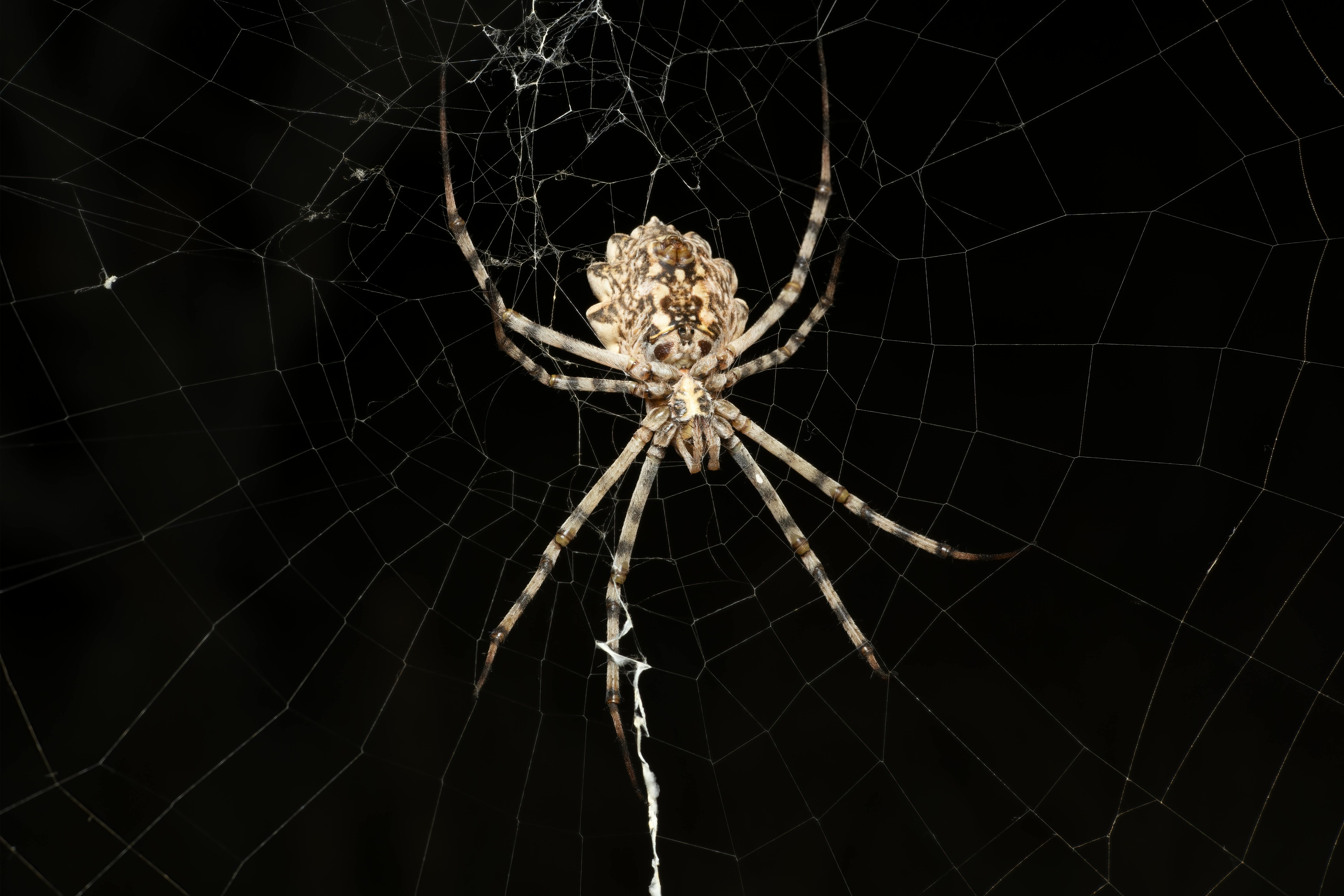 Spider Girl Wallpaper Photos, Download The BEST Free Spider Girl ...