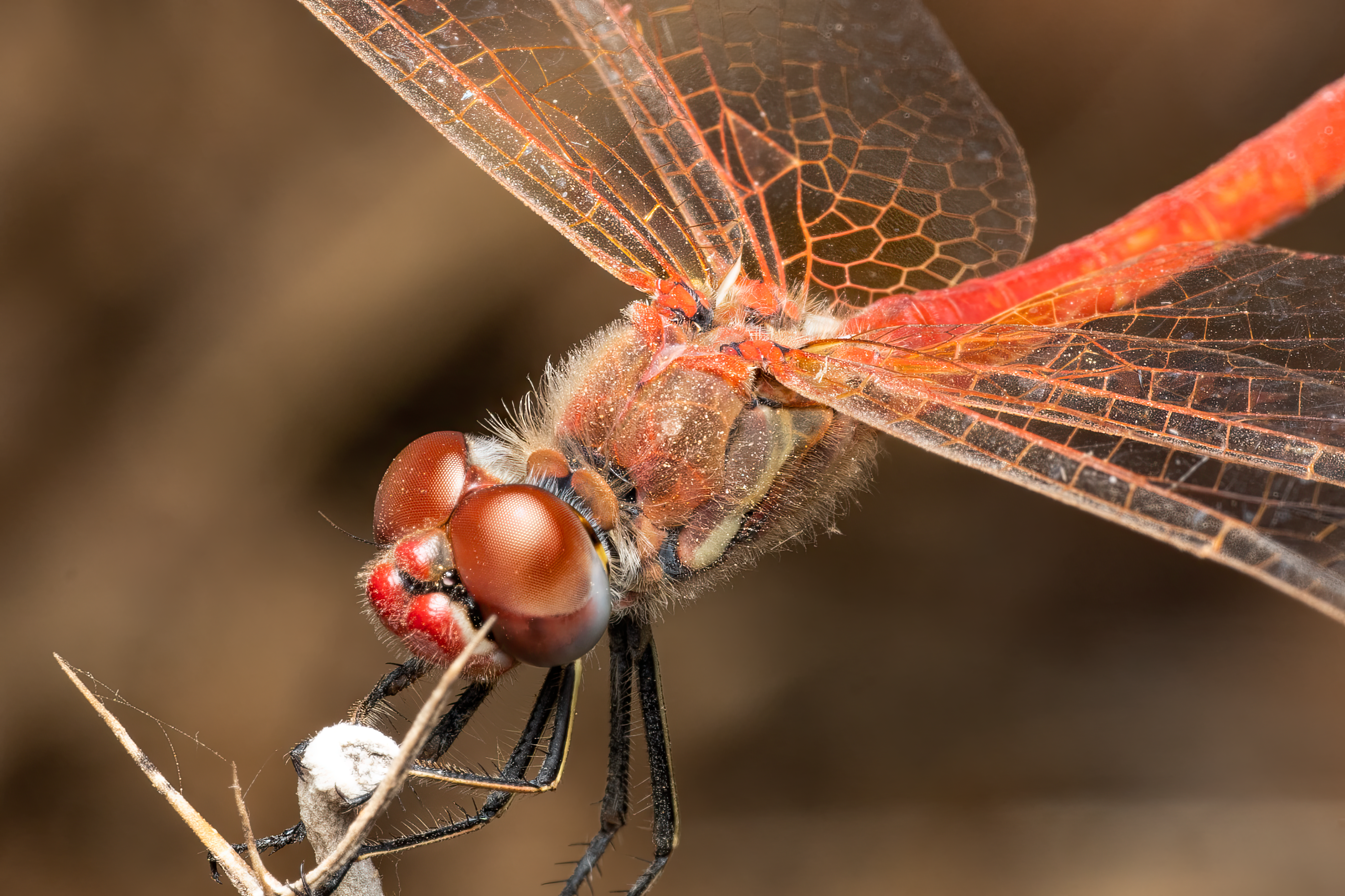 Detailed Close-Up of Red Dragonfly in Nature · Free Stock Photo