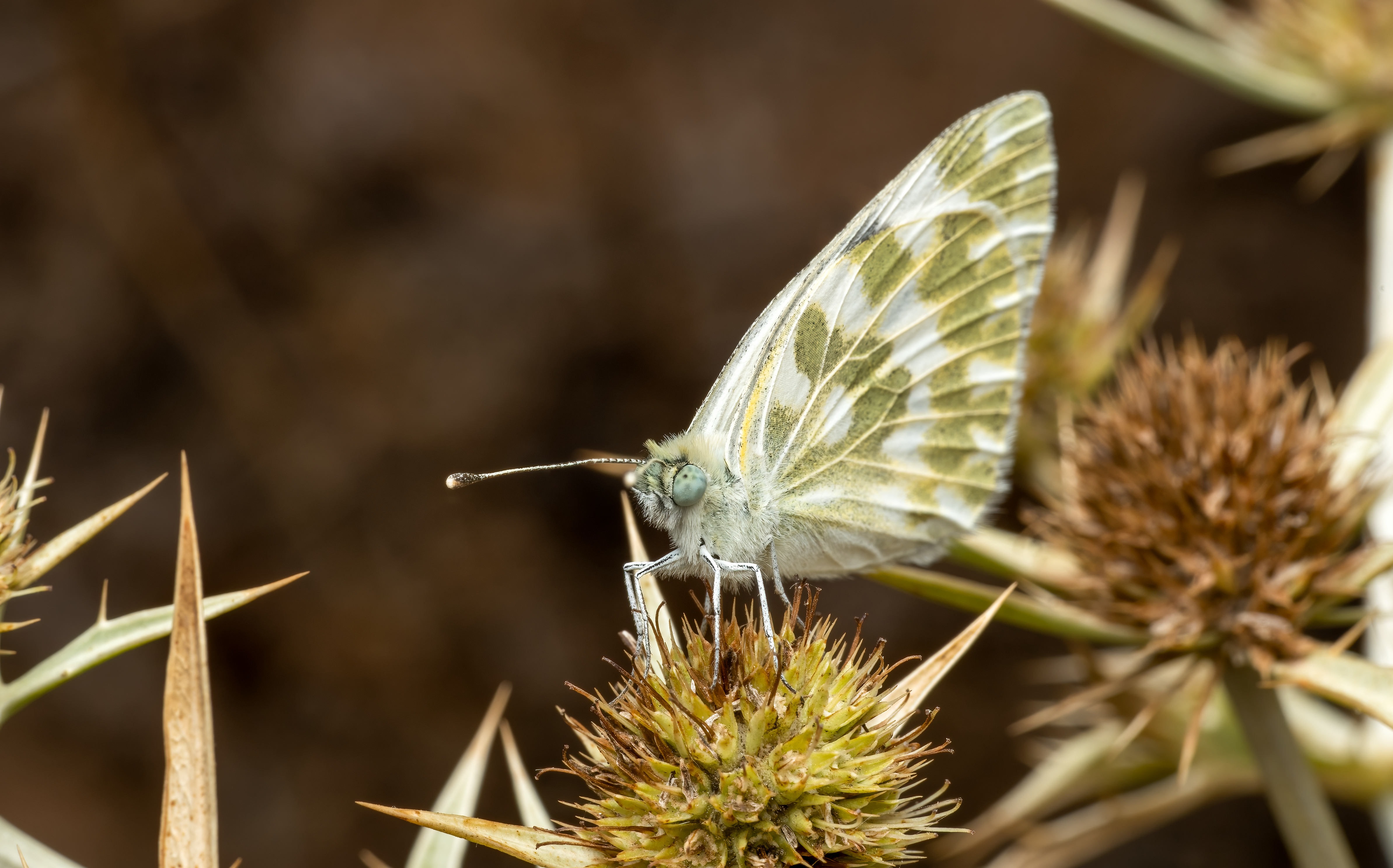 Detailed Close-up of Pontia Daplidice Butterfly · Free Stock Photo