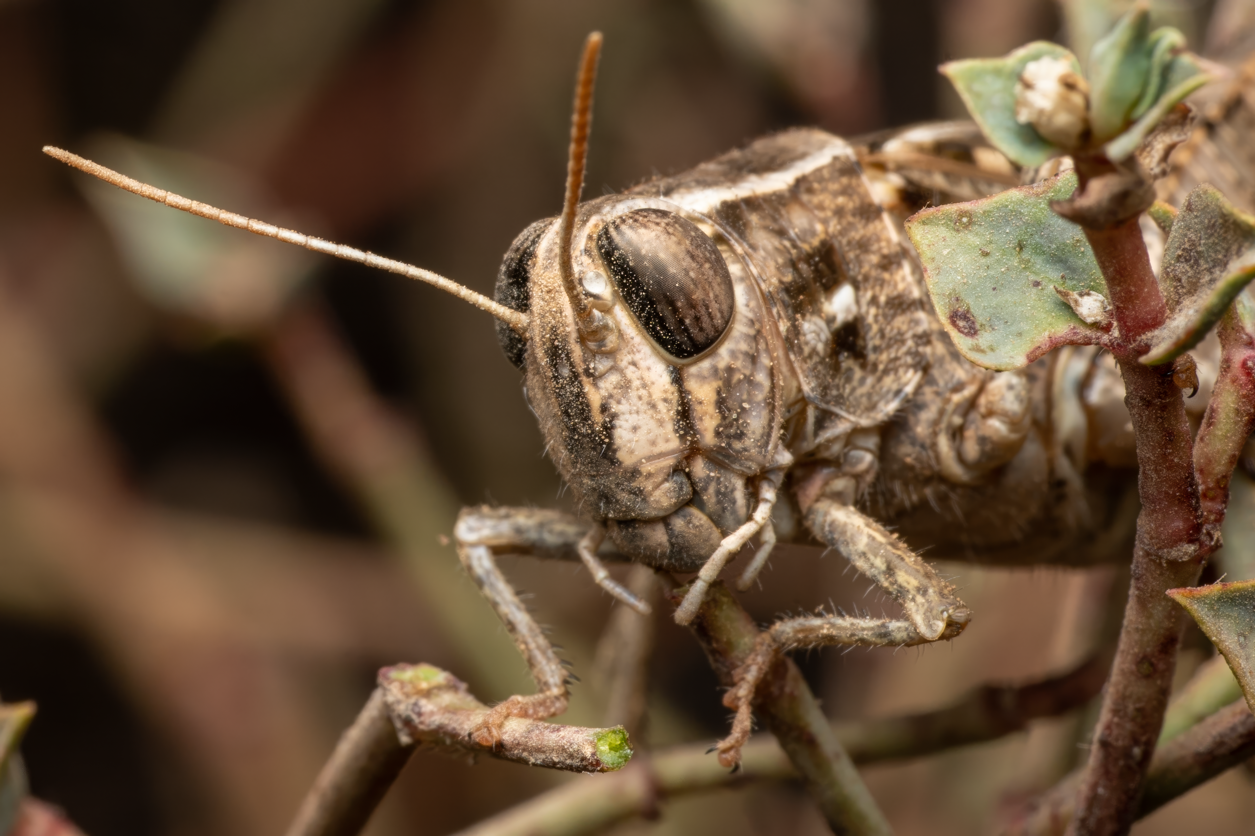 Close-Up of a Grasshopper on a Plant Stem · Free Stock Photo
