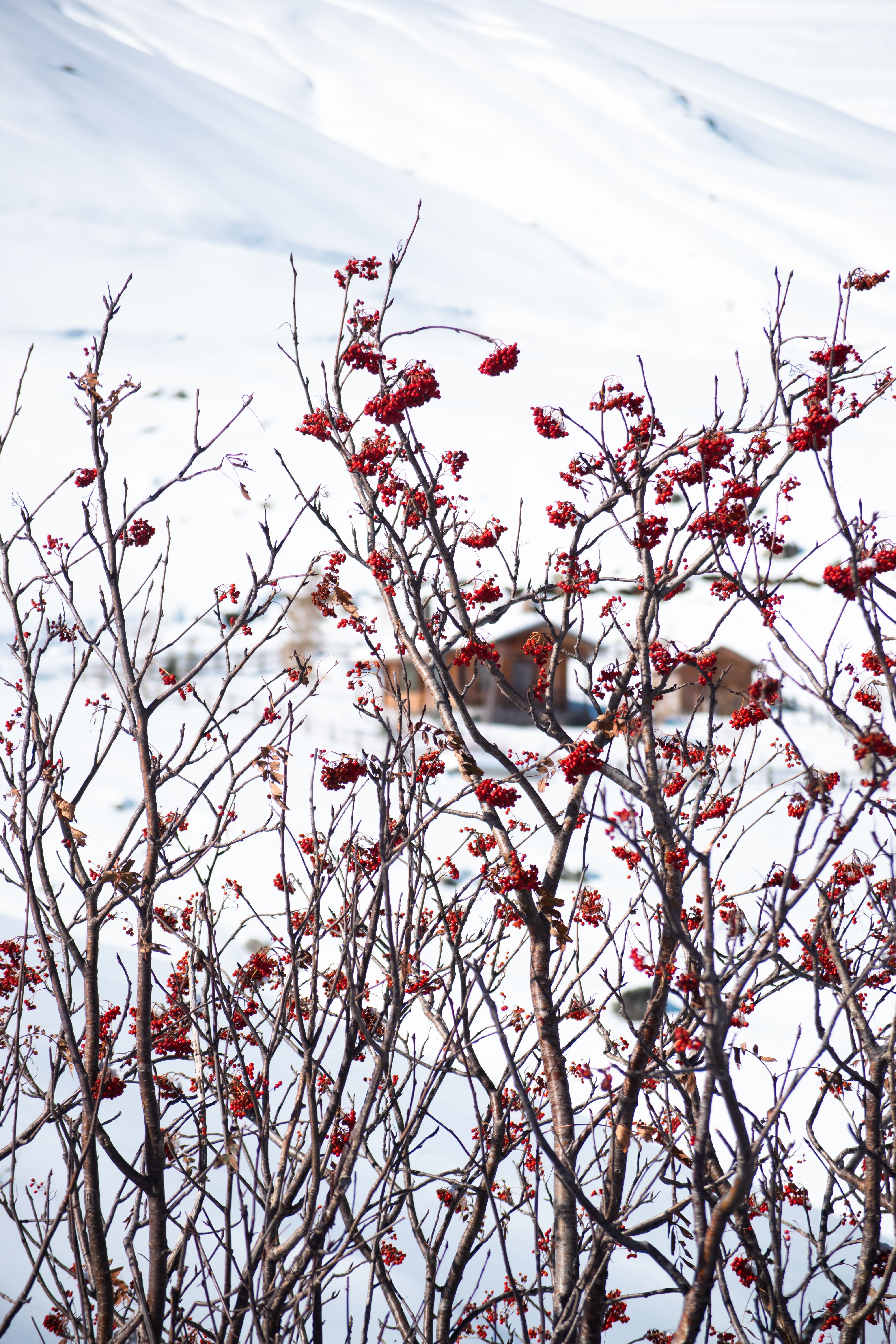 Snowy Landscape with Red Berry Bushes · Free Stock Photo