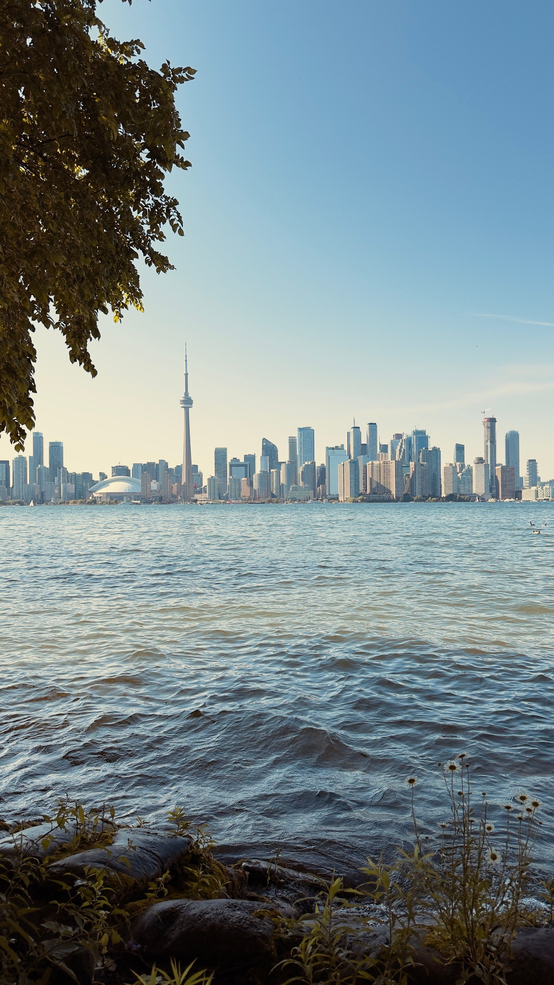 Toronto Skyline View from Island Shore · Free Stock Photo