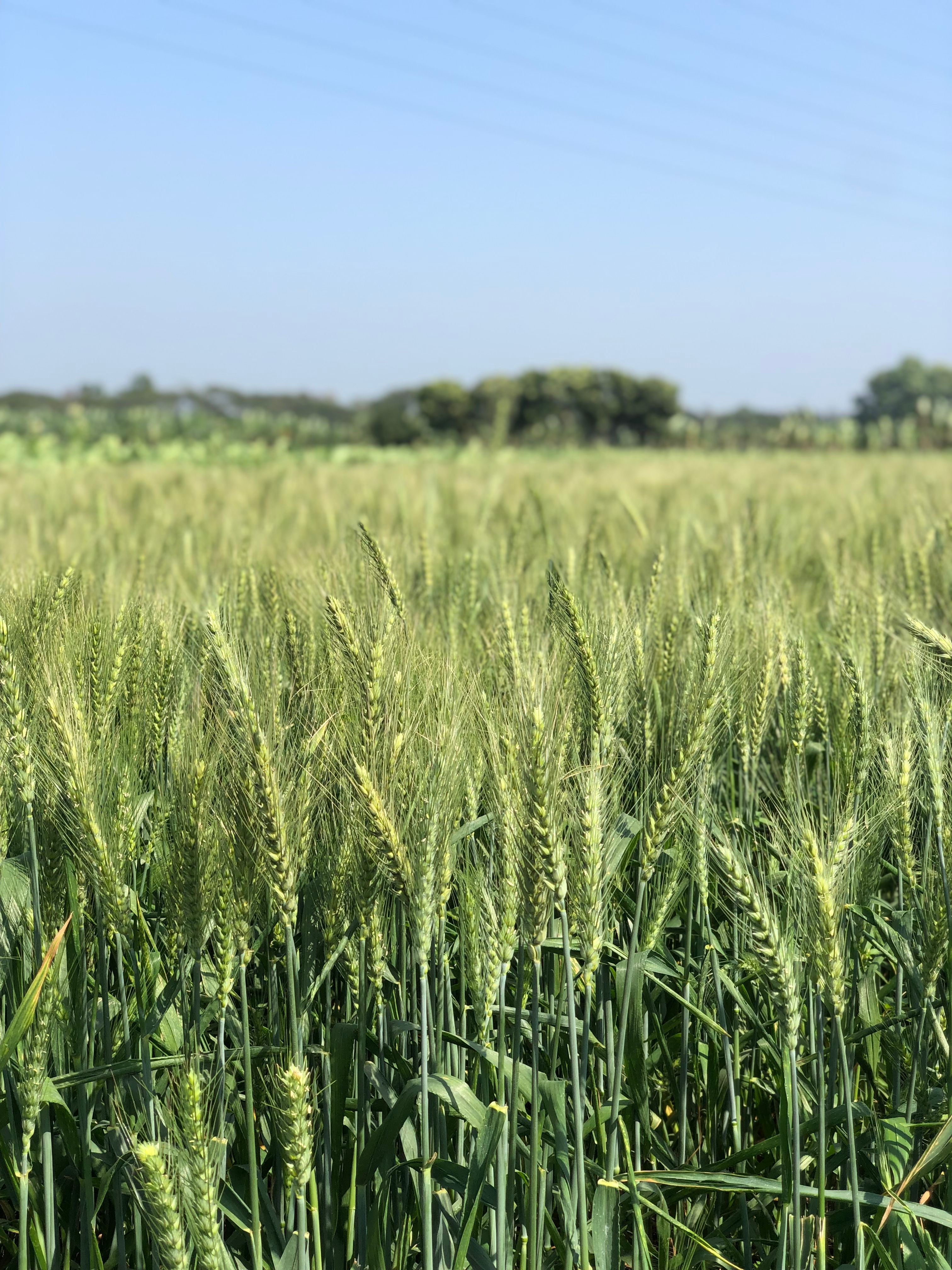 Failed Crops Photos, Download The BEST Free Failed Crops Stock Photos ...