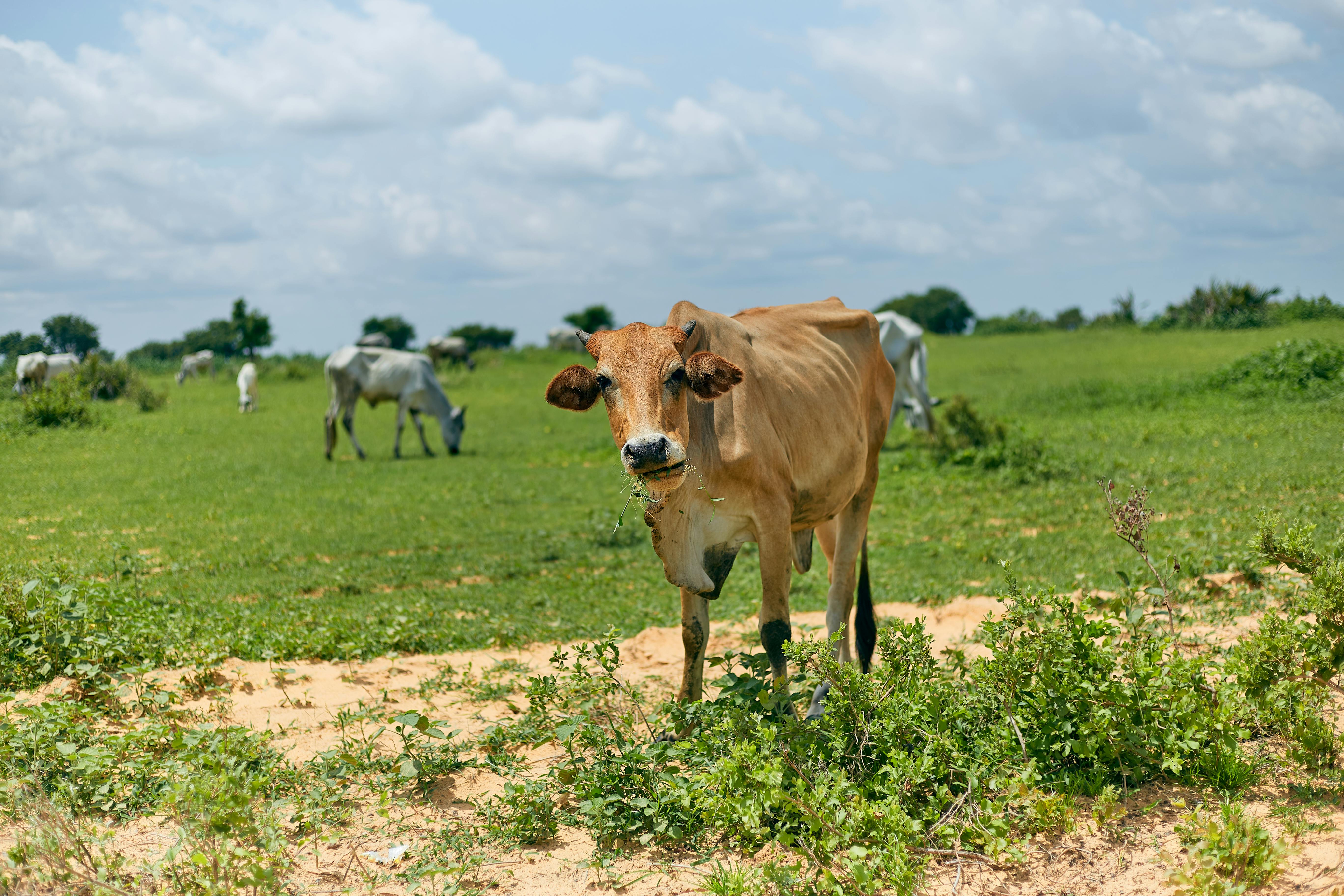 Livestock Cattle Photos, Download The BEST Free Livestock Cattle Stock Photos & HD Images