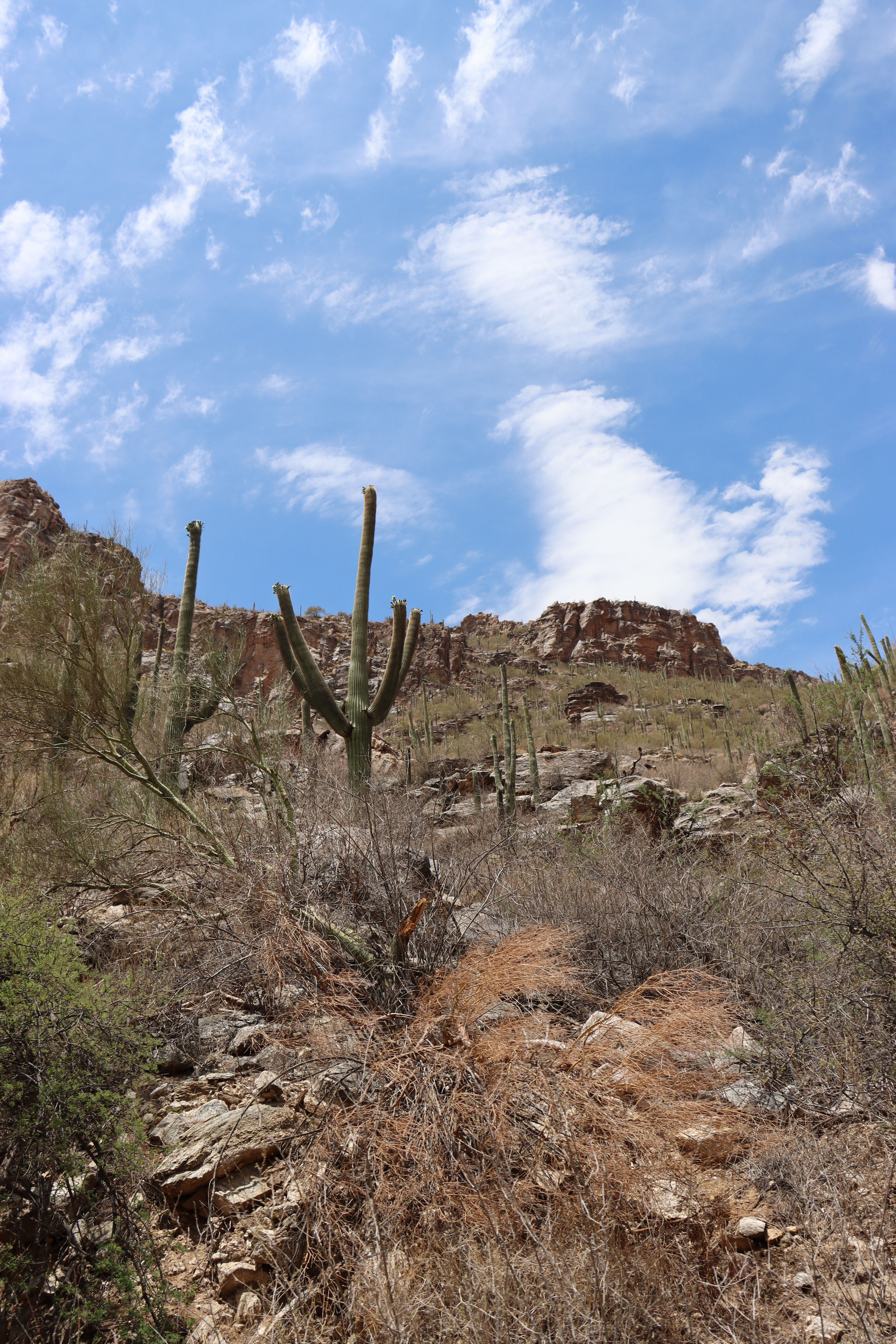 Saguaro Cacti in Tucson Desert Landscape · Free Stock Photo