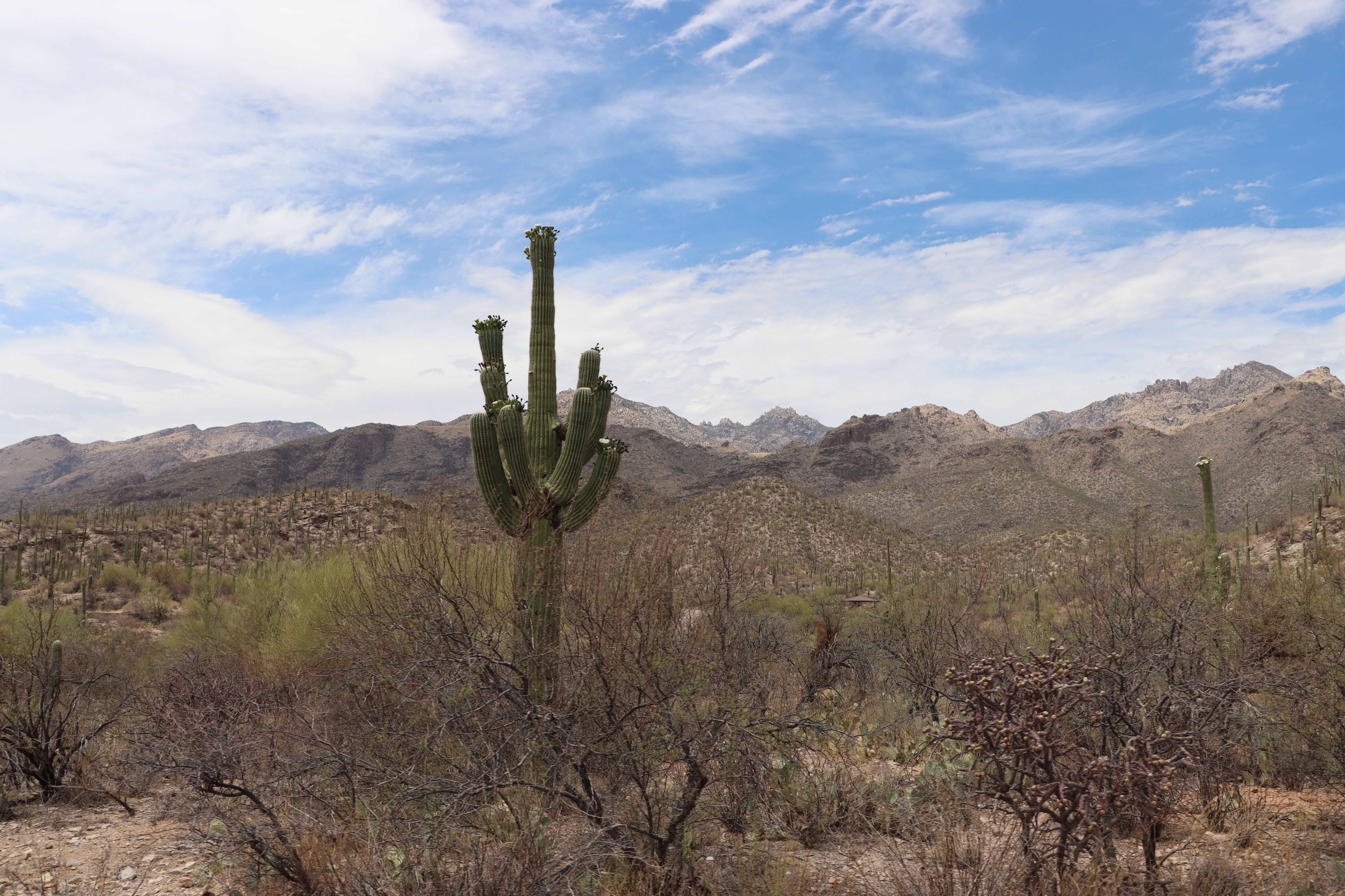 Majestic Saguaro Cactus in Tucson's Sonoran Desert · Free Stock Photo