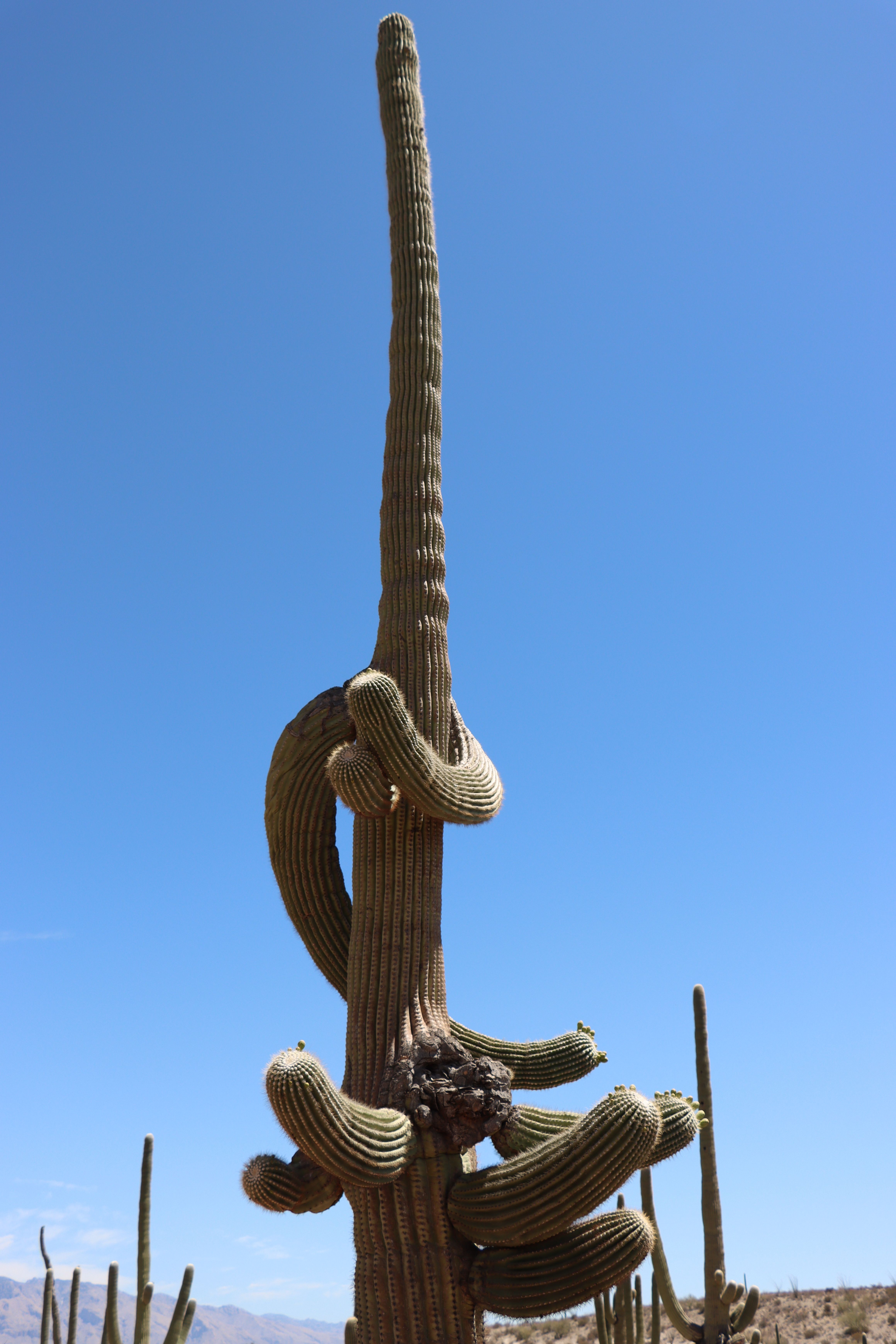 Unique Saguaro Cactus in Tucson Desert Landscape · Free Stock Photo