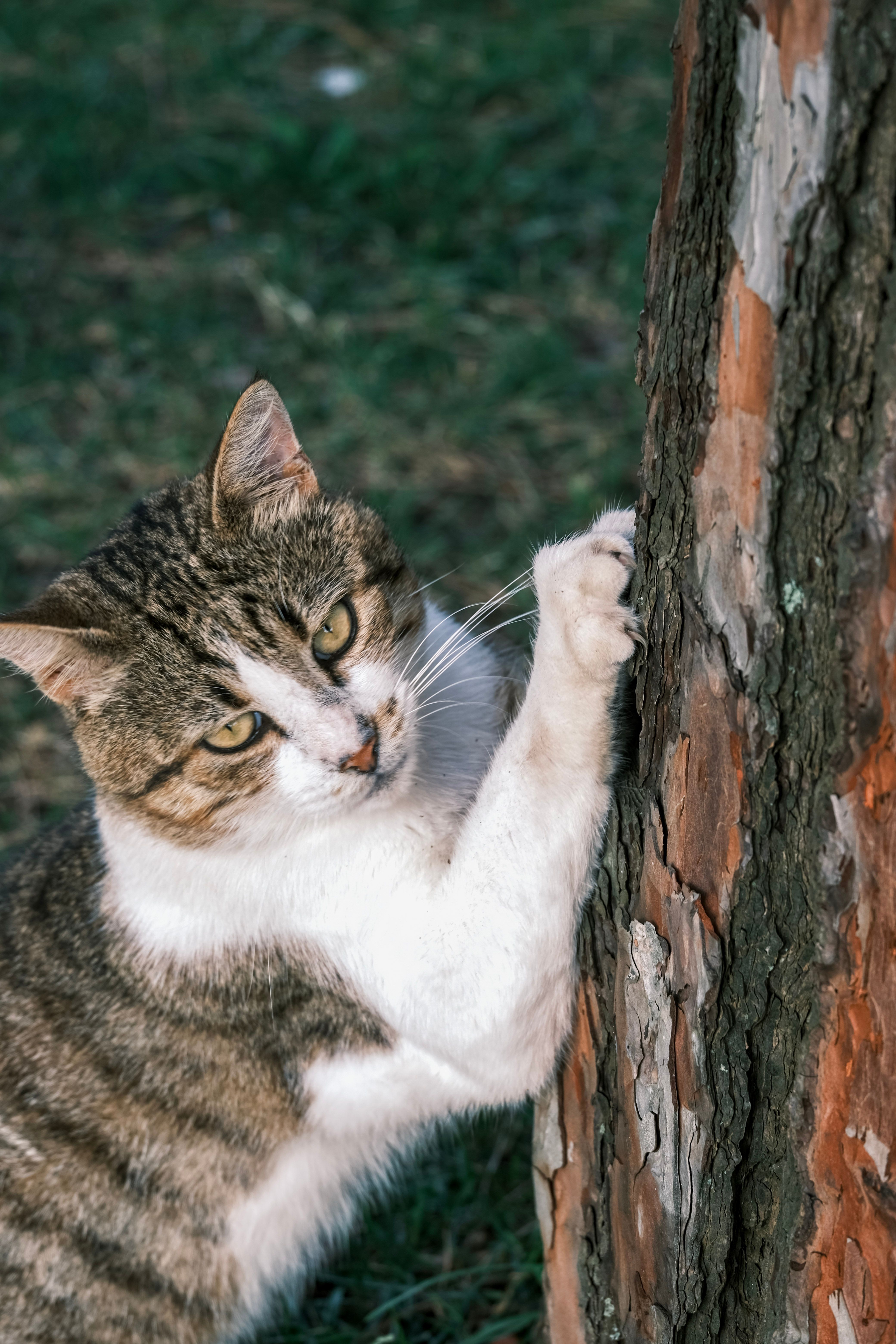 Playful Cat Climbing a Tree Outdoors · Free Stock Photo