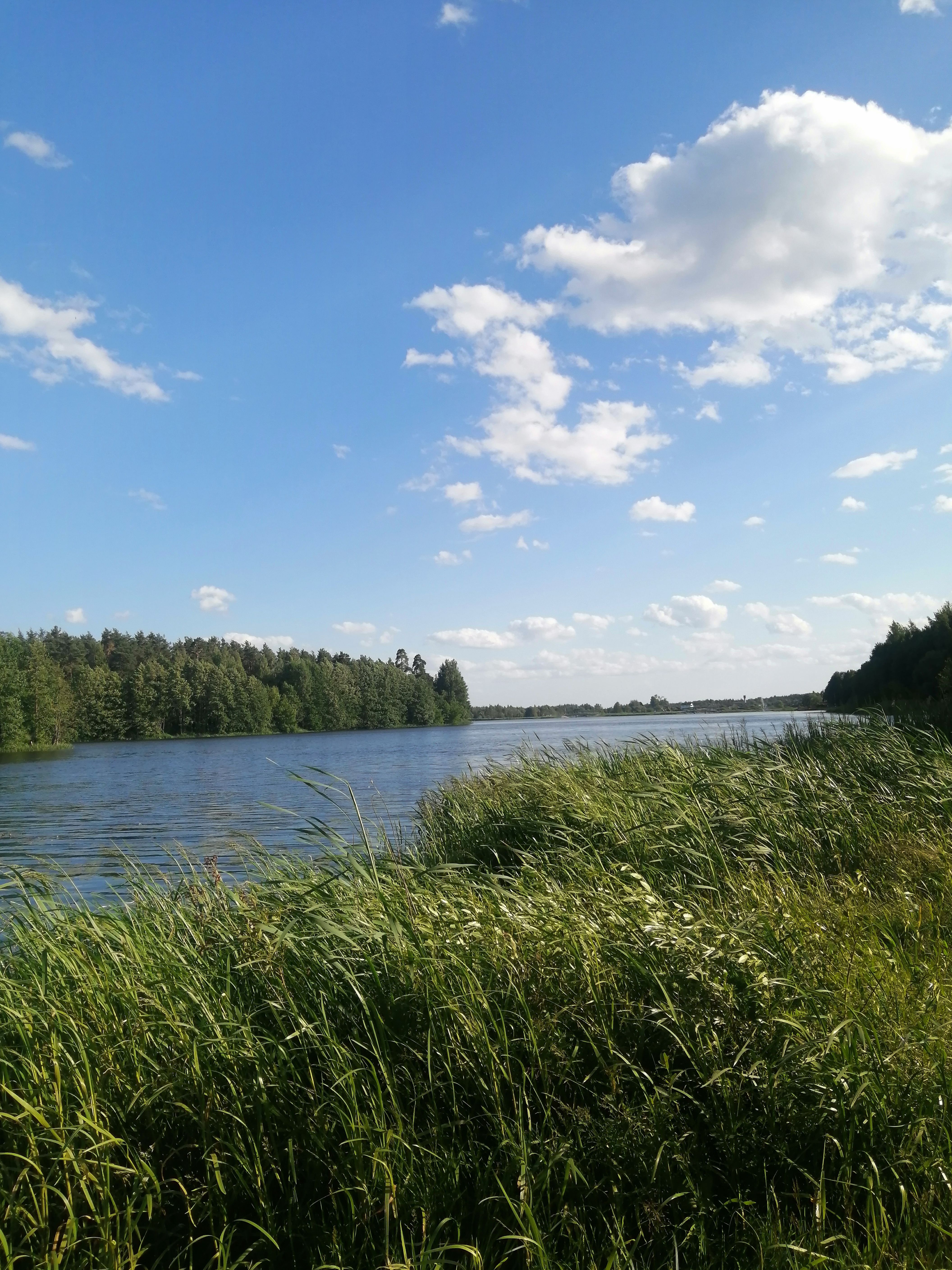 Scenic Summer Lakeside with Blue Sky · Free Stock Photo