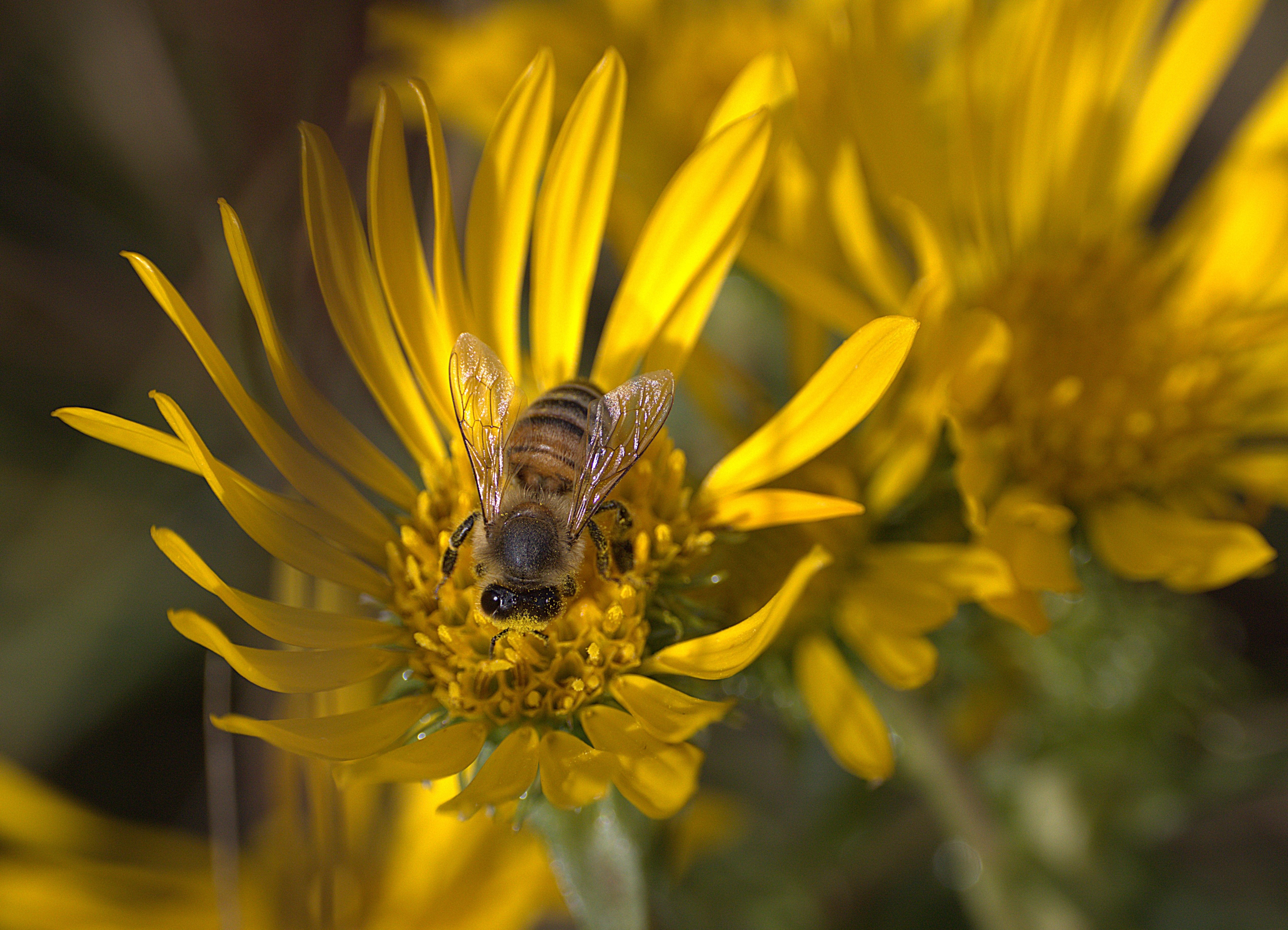 Nature Insects Photos, Download The BEST Free Nature Insects Stock ...