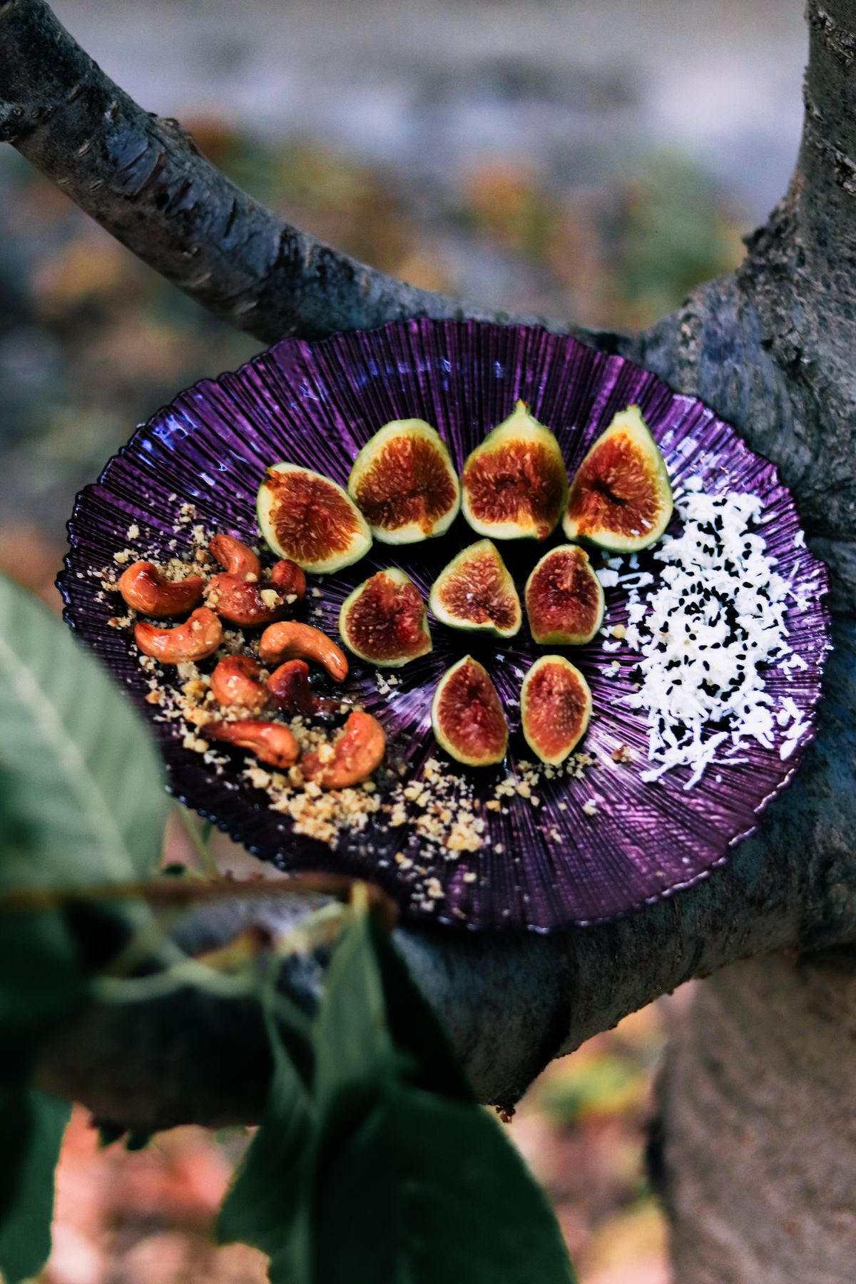 Fig Tree Photos, Download The BEST Free Fig Tree Stock Photos & HD Images