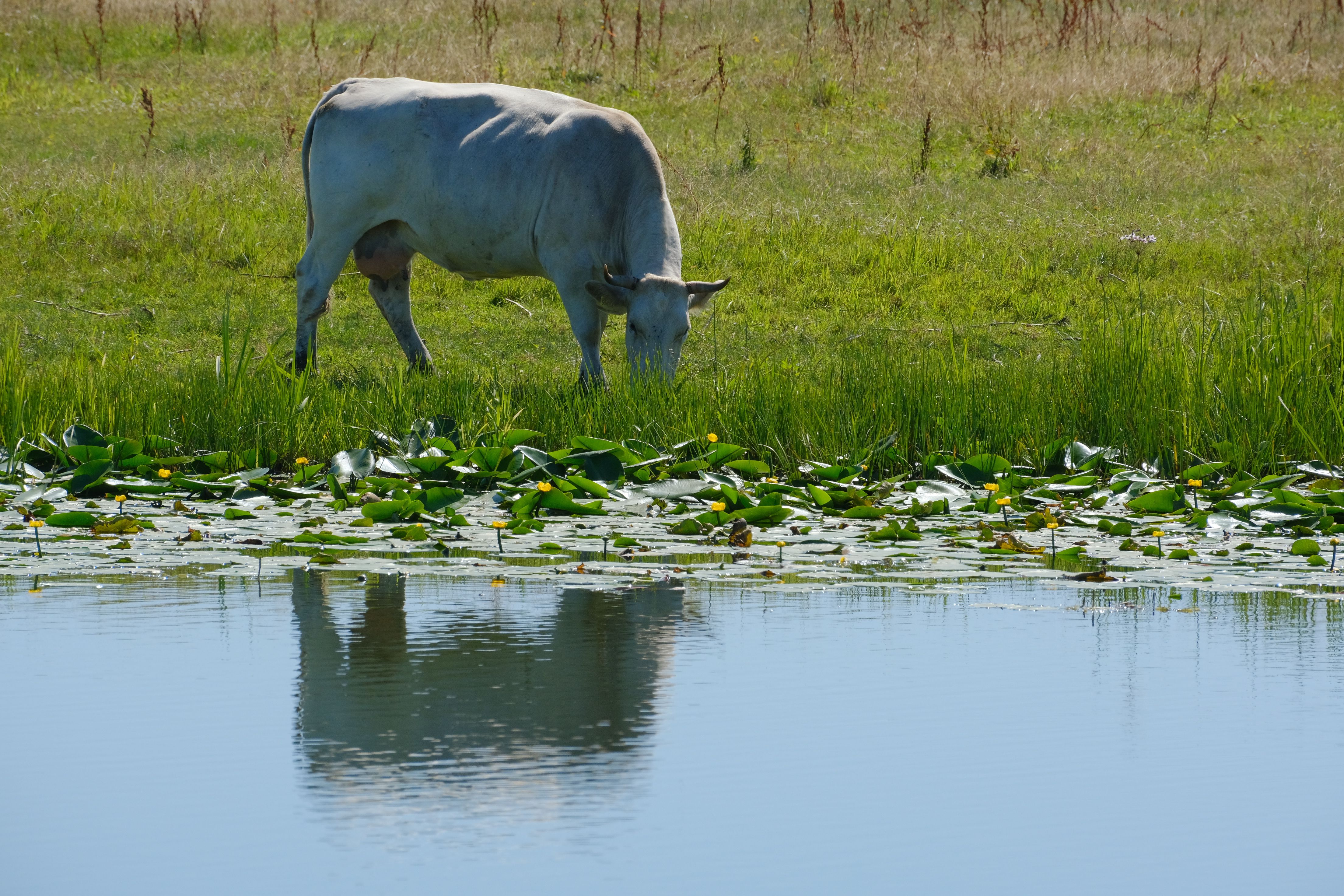 Cow Grazing by a Pond Reflecting Nature · Free Stock Photo