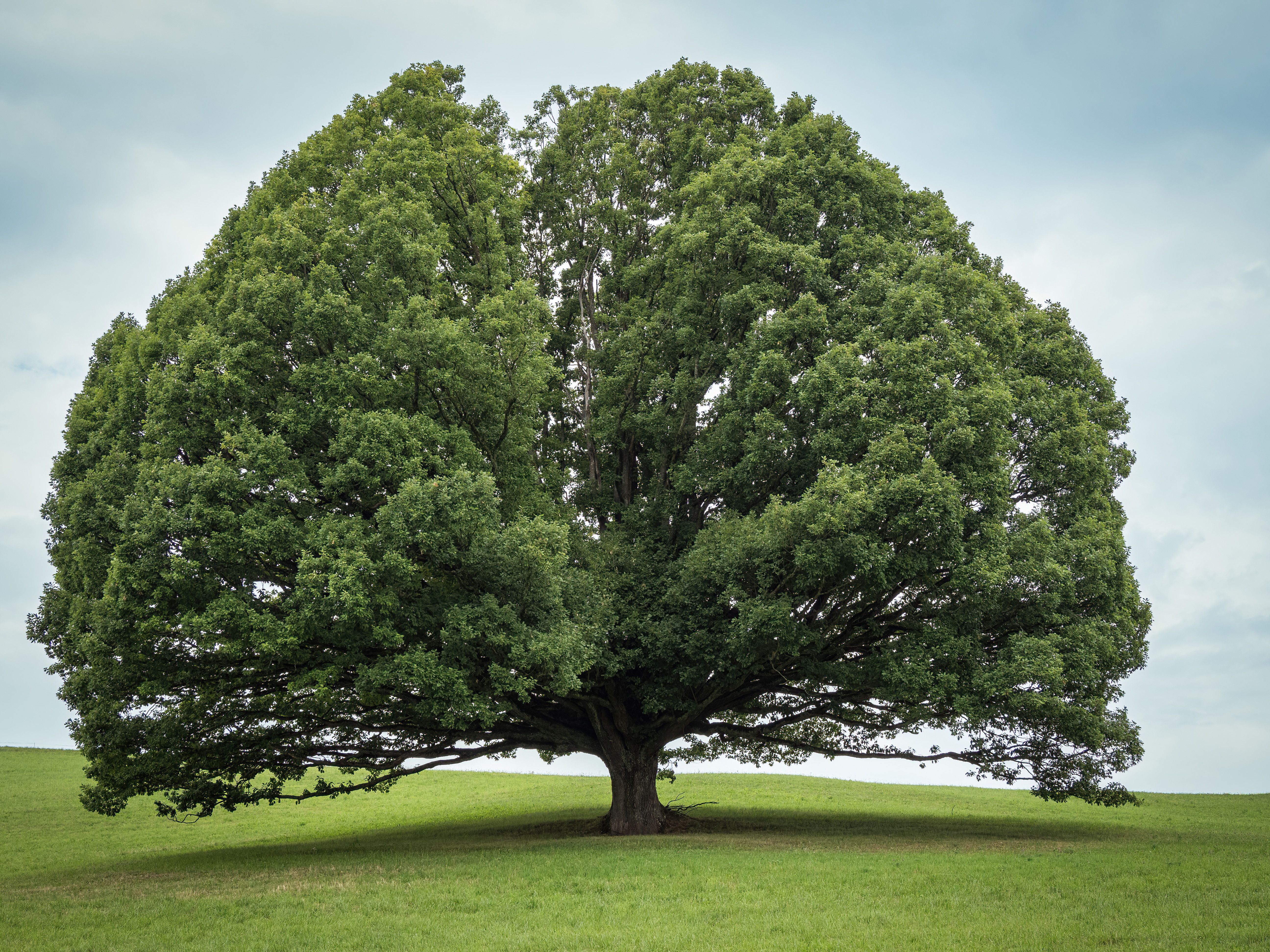 Green Tree during Sunset · Free Stock Photo