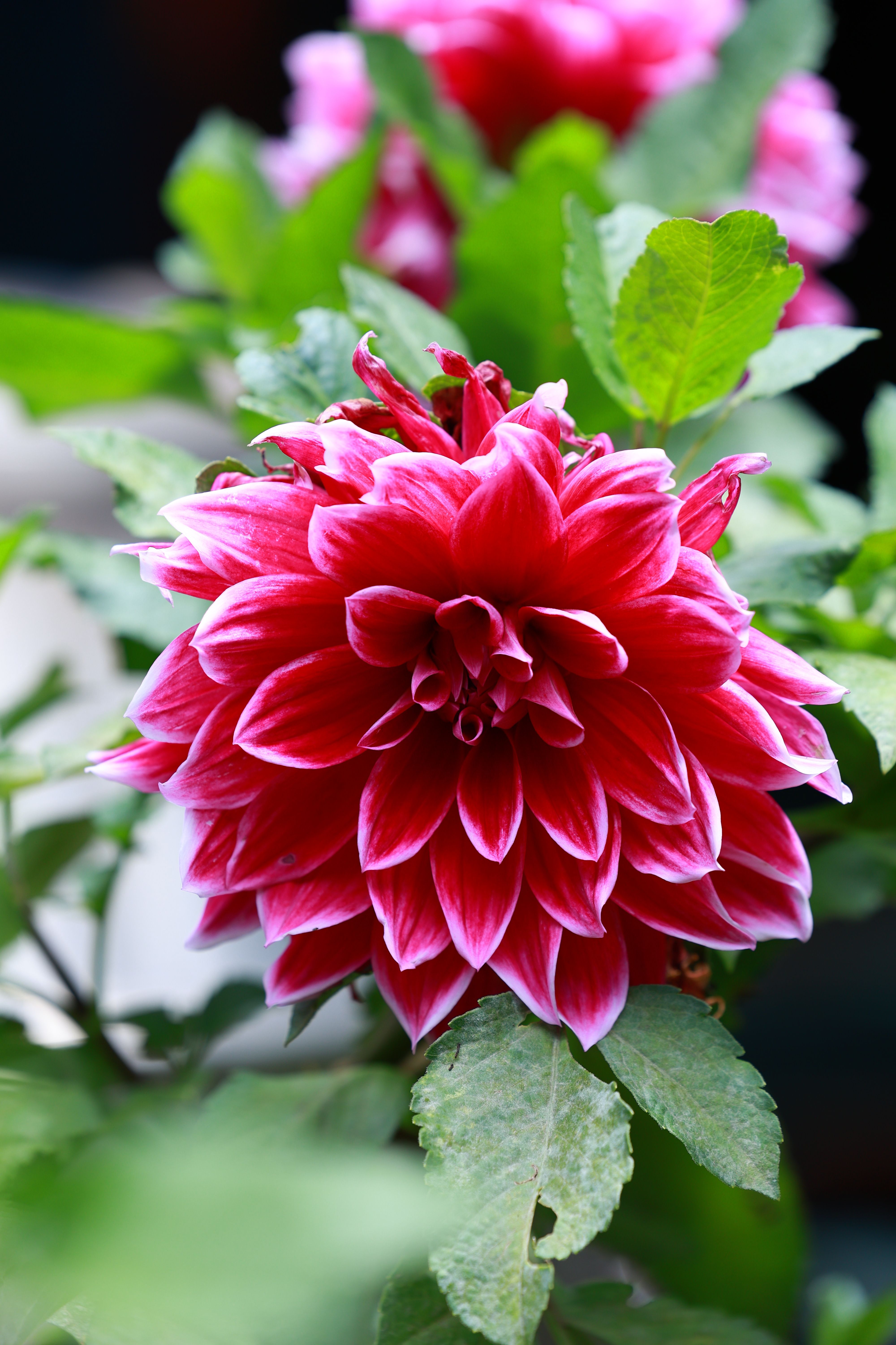 Red Dahlia Flower · Free Stock Photo
