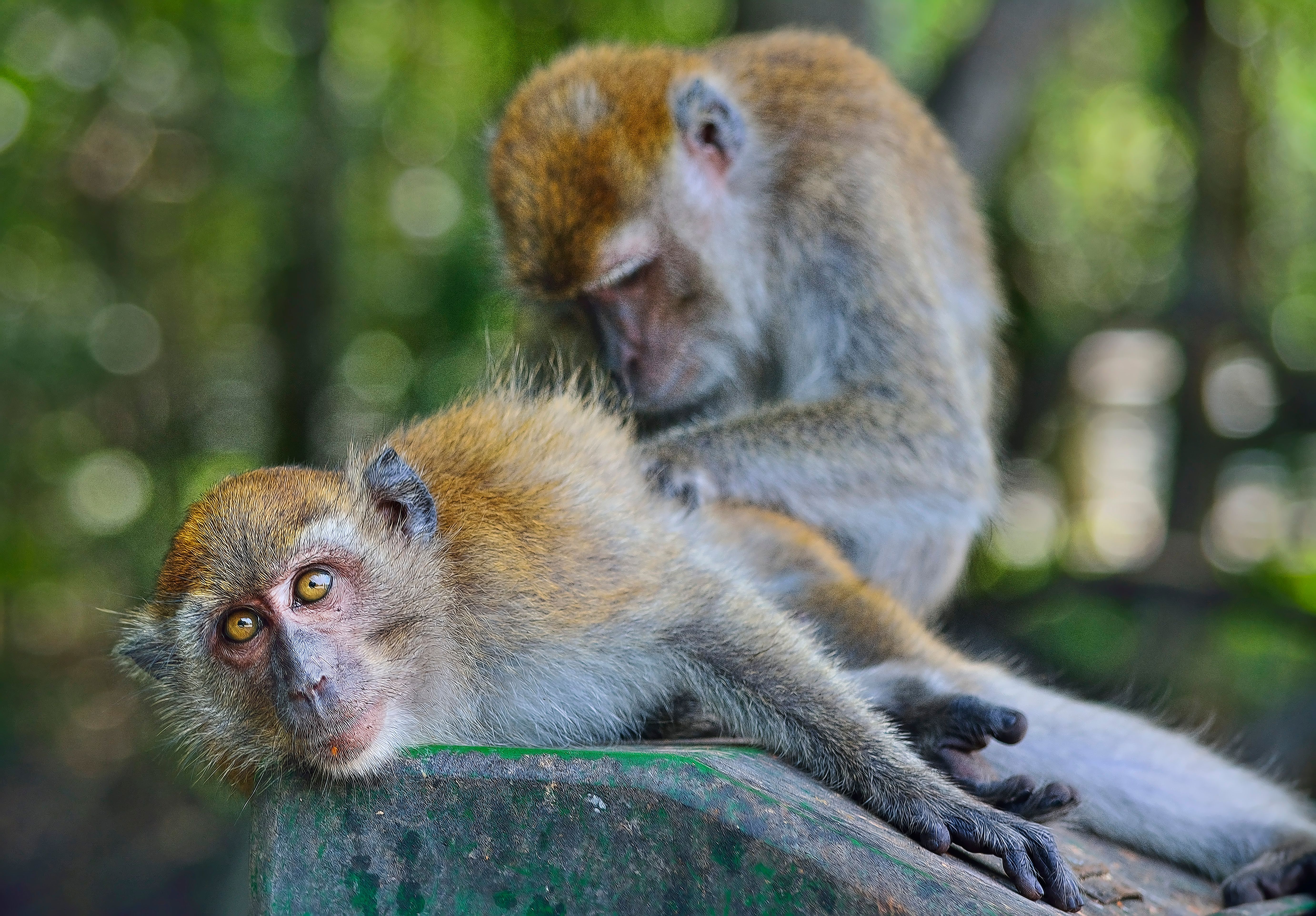 Intimate Moment of Macaques in Natural Habitat · Free Stock Photo