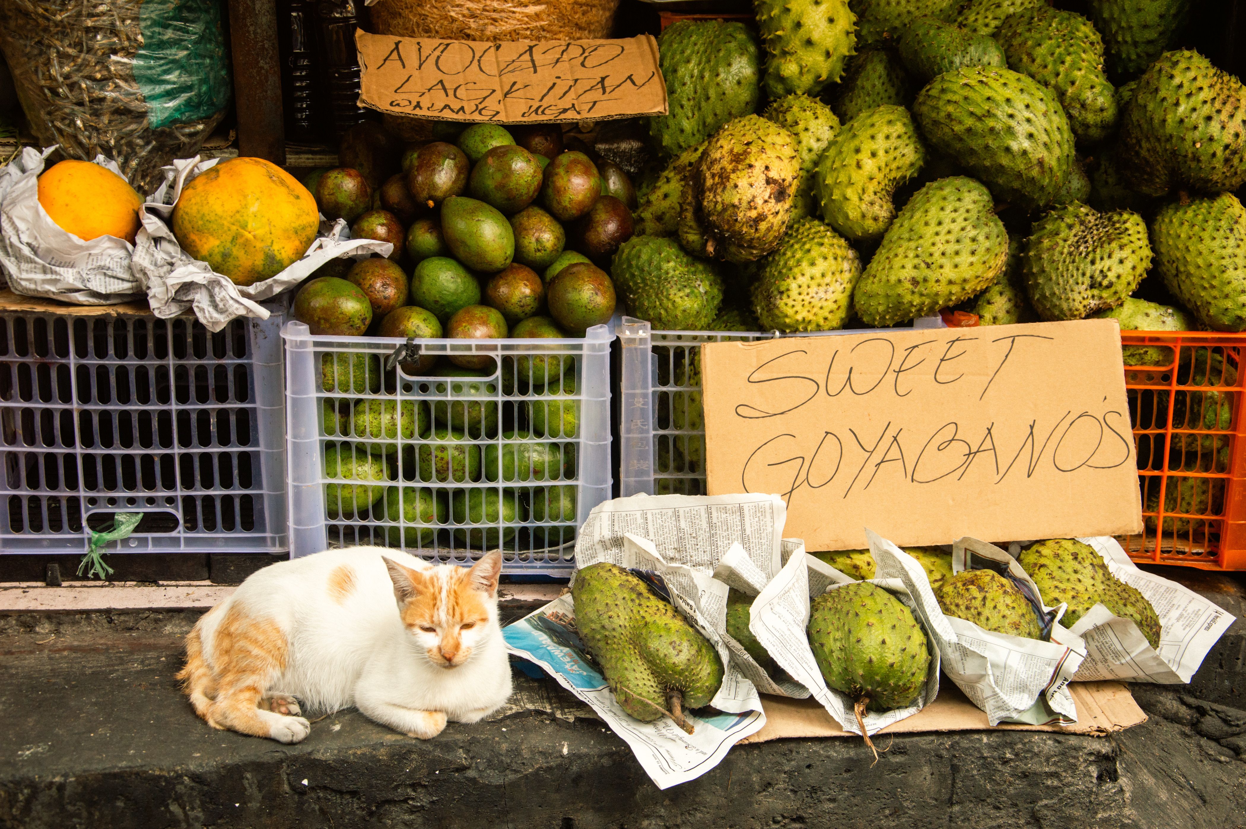 Australian Avocados Photos, Download The BEST Free Australian Avocados ...