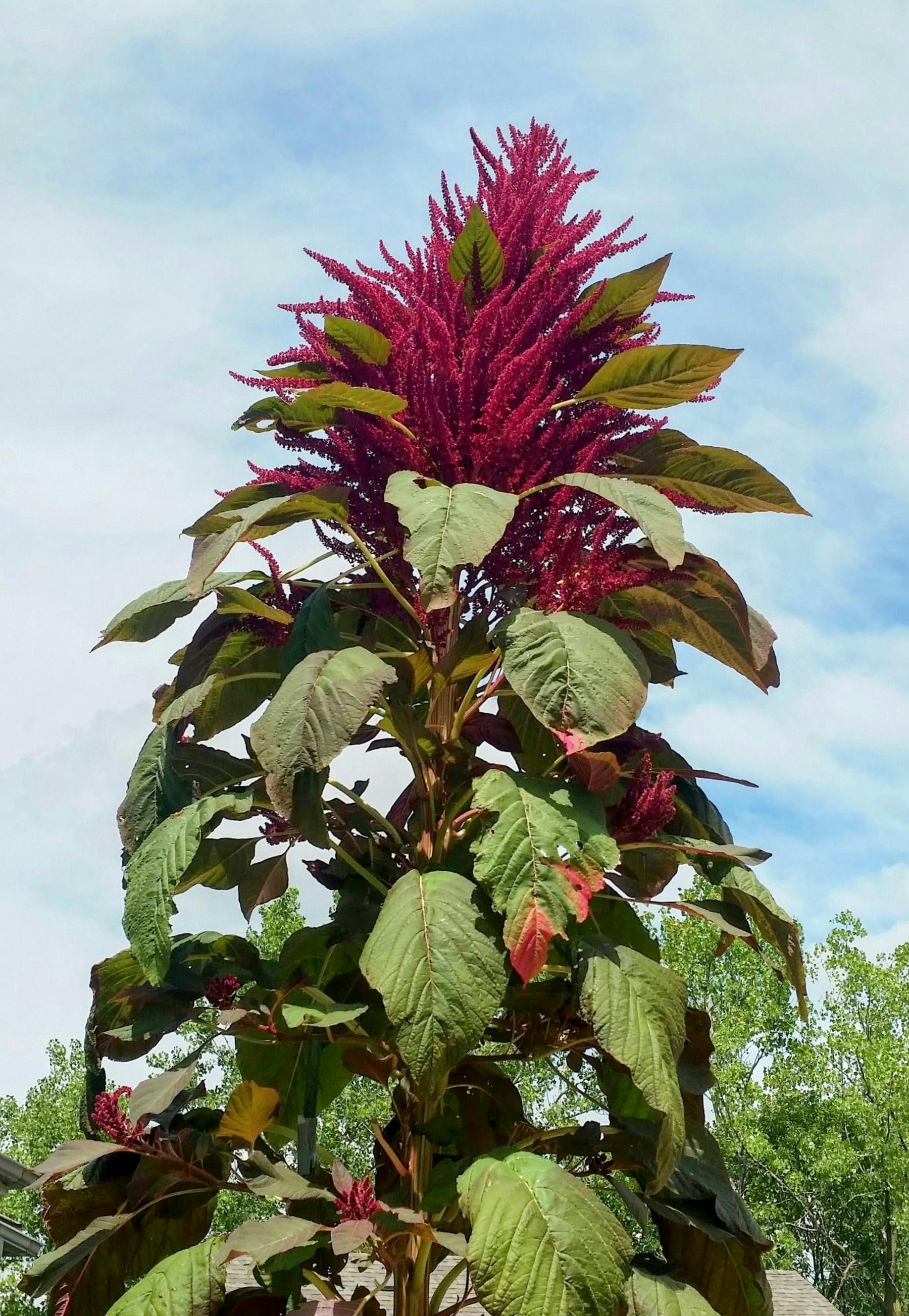 Planta De Amaranto Vibrante Contra El Cielo Azul · Foto de stock gratuita