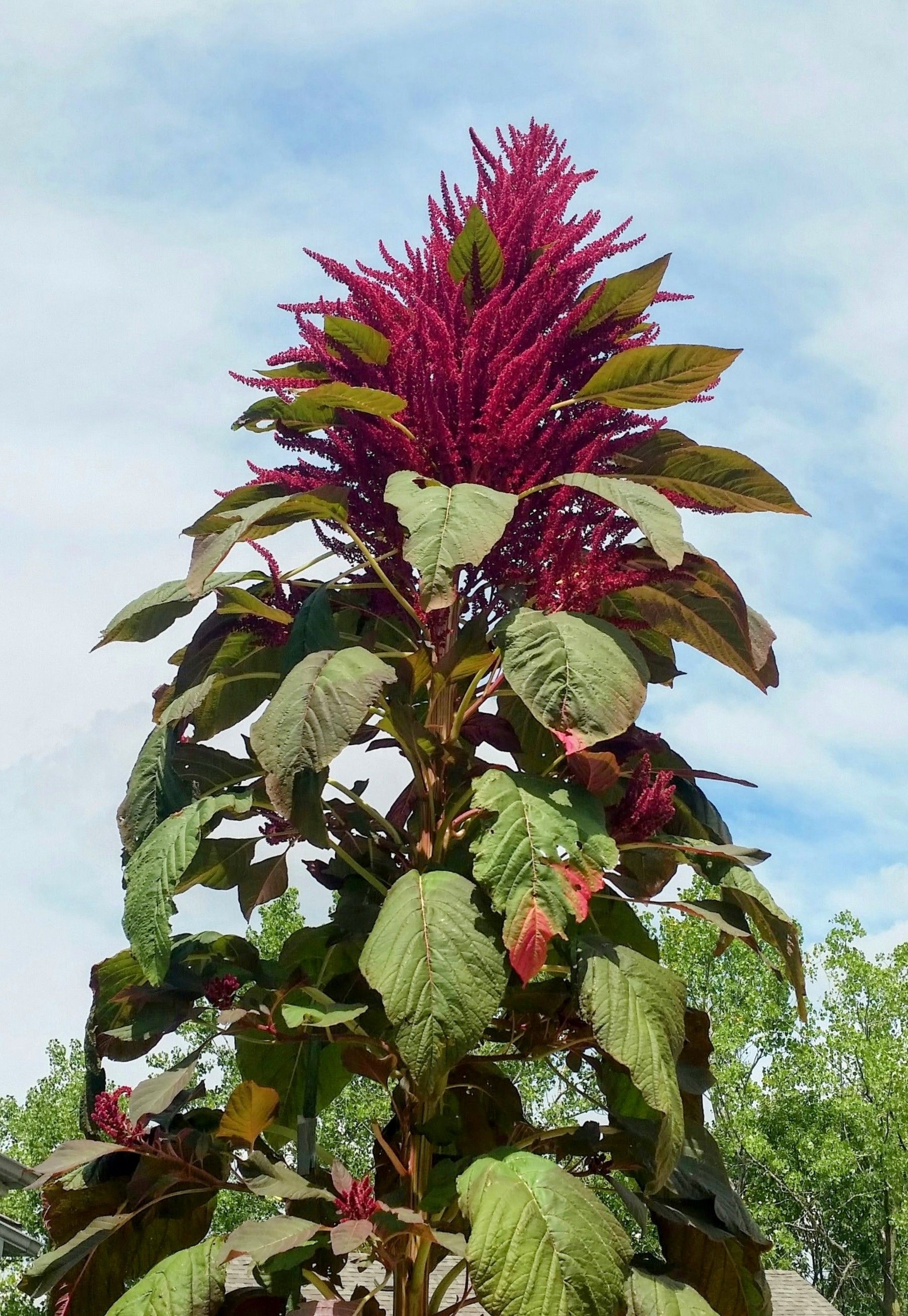Vibrant Amaranth Plant Against Blue Sky · Free Stock Photo