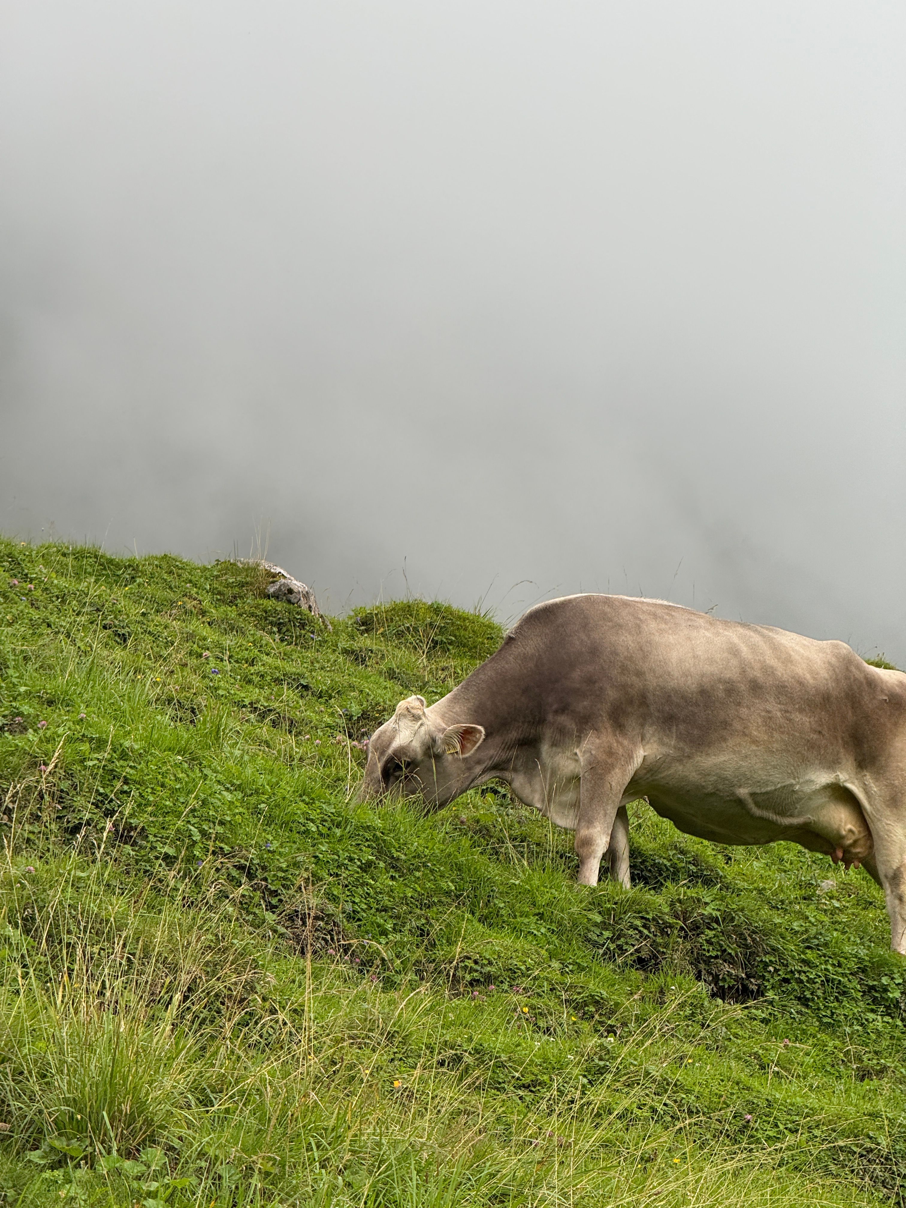 Vaca Pastando En Las Montañas · Foto de stock gratuita