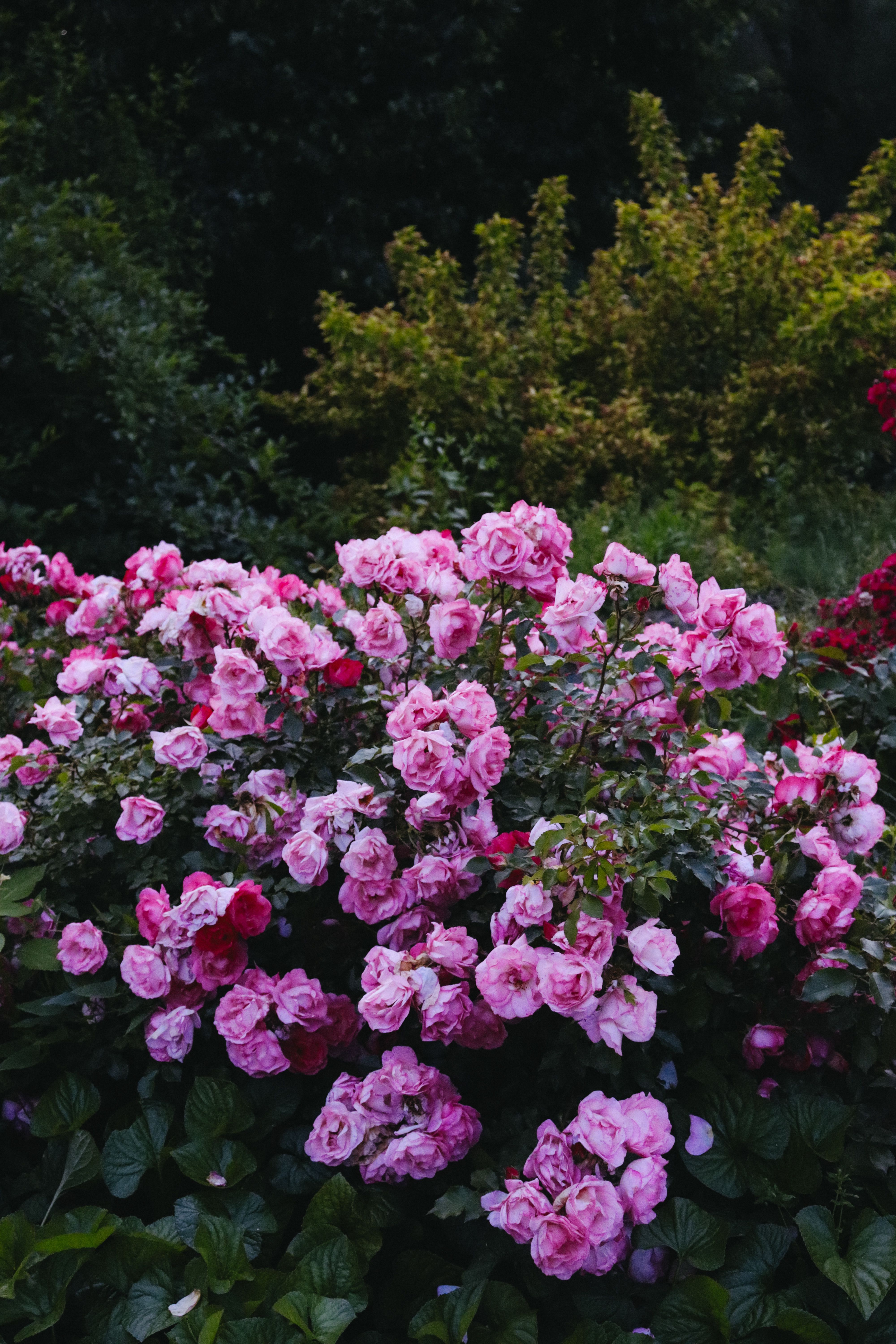 Vibrant Pink Rose Bushes in Spring Garden · Free Stock Photo