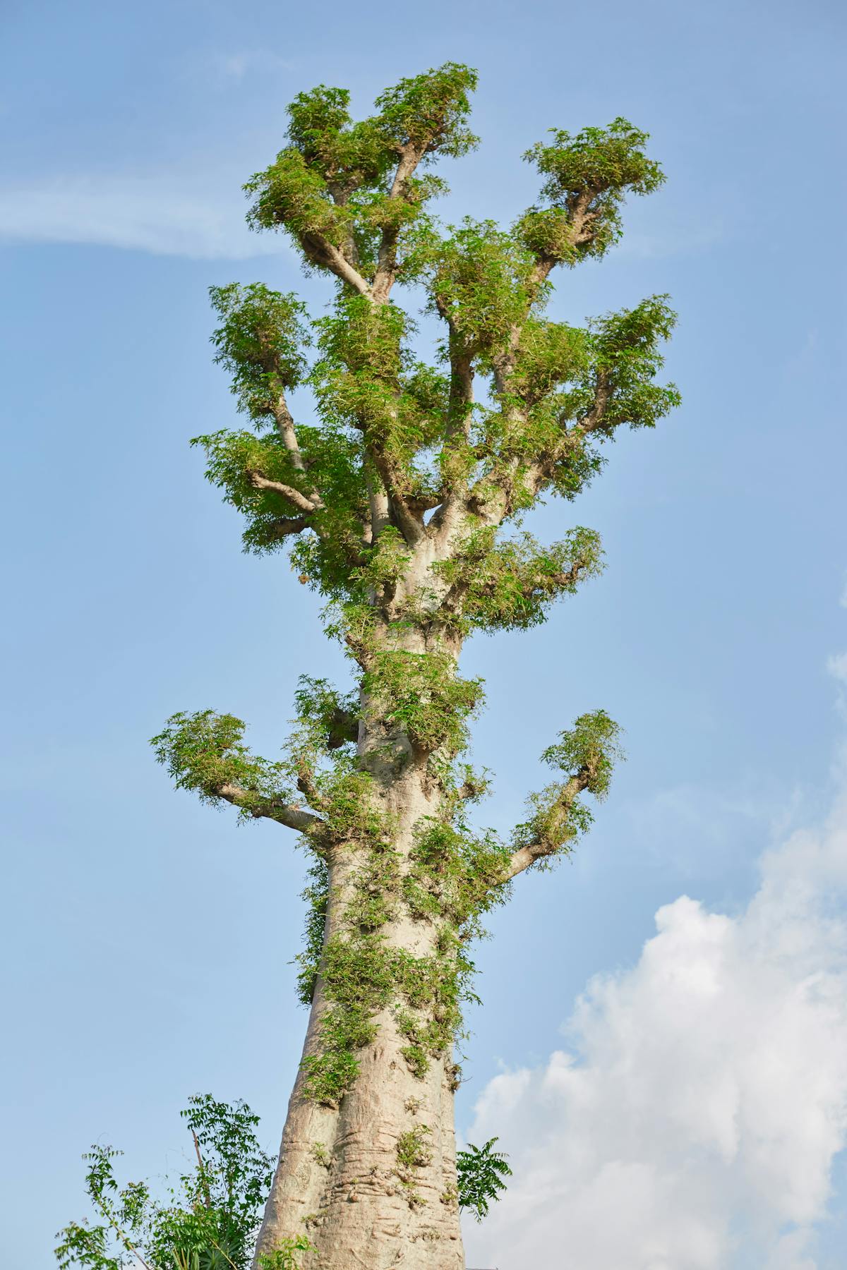 Baobab Tree Photos, Download The BEST Free Baobab Tree Stock Photos ...