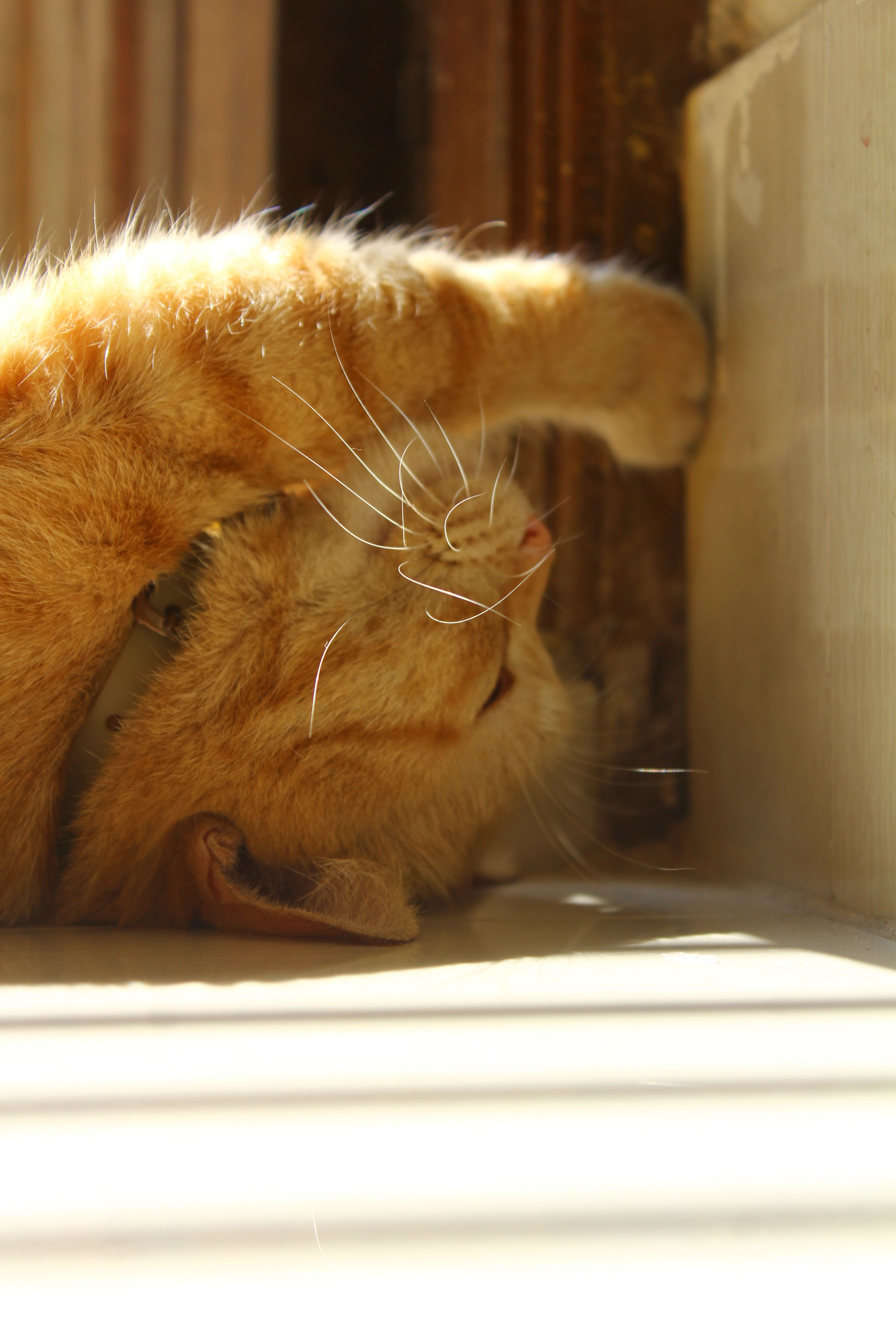 Anime Dumpling Kitty Photos, Download The BEST Free Anime Dumpling ...