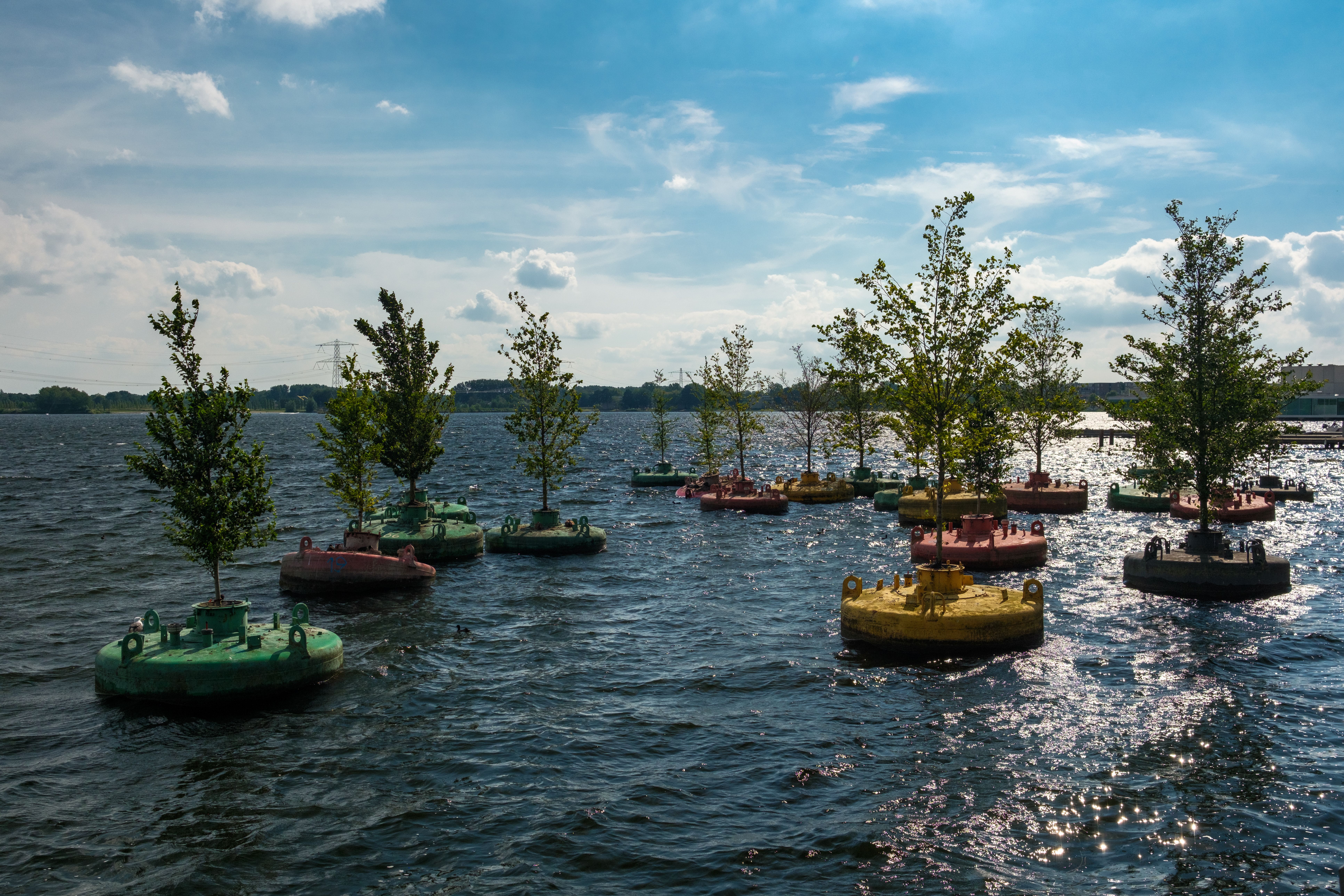 Floating Trees on Calm Lake in Almere · Free Stock Photo