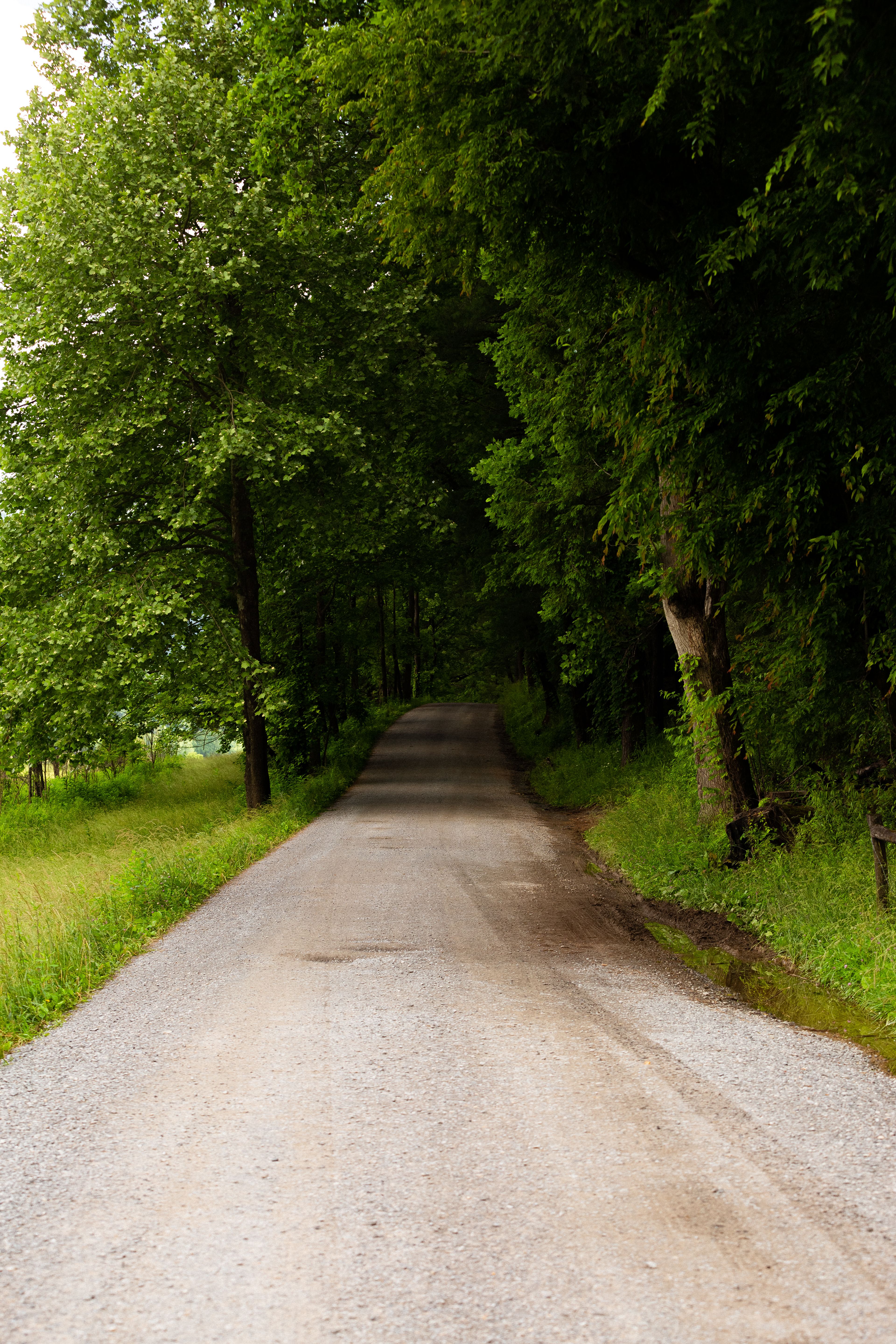 Peaceful Forest Path in Summer, USA · Free Stock Photo