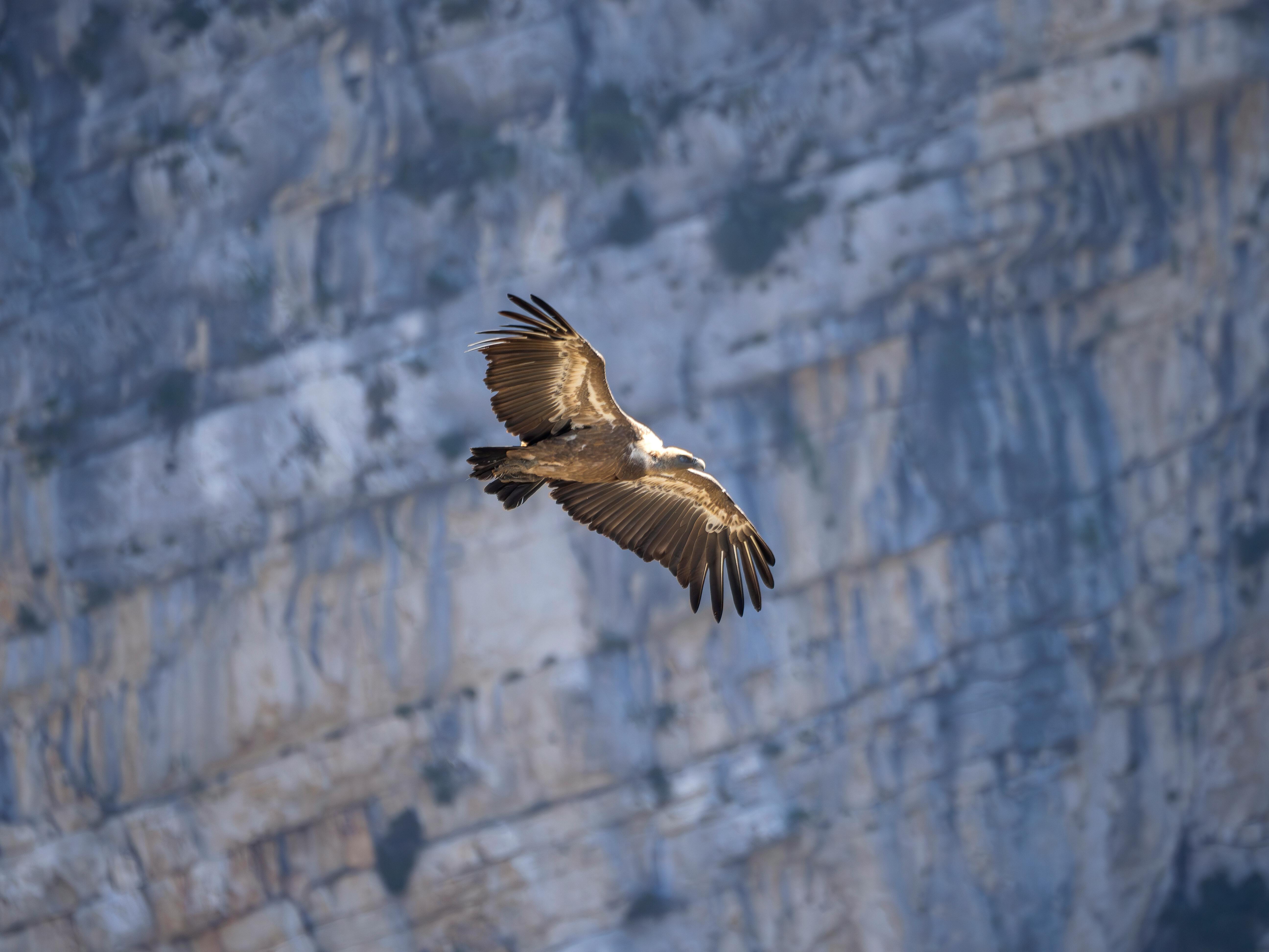 Horror Eagle Photos, Download The BEST Free Horror Eagle Stock Photos ...
