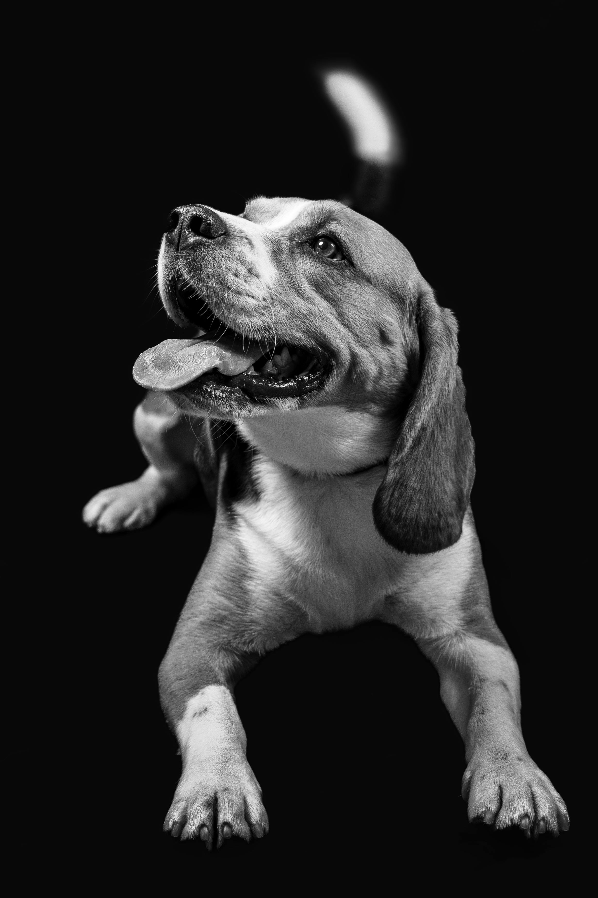 Dog Spinning Photos, Download The BEST Free Dog Spinning Stock Photos ...