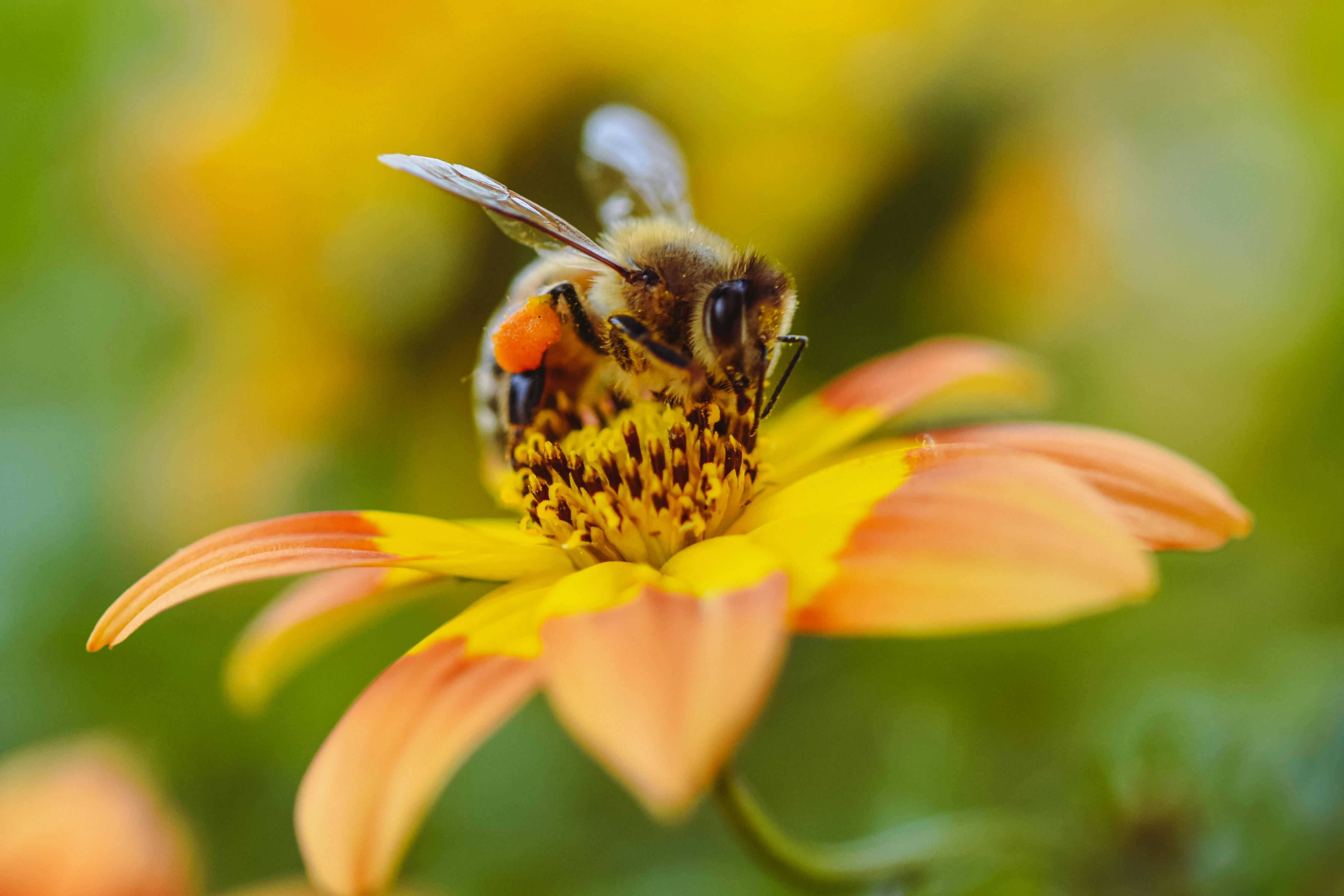 Honey Paddle Photos, Download The BEST Free Honey Paddle Stock Photos ...