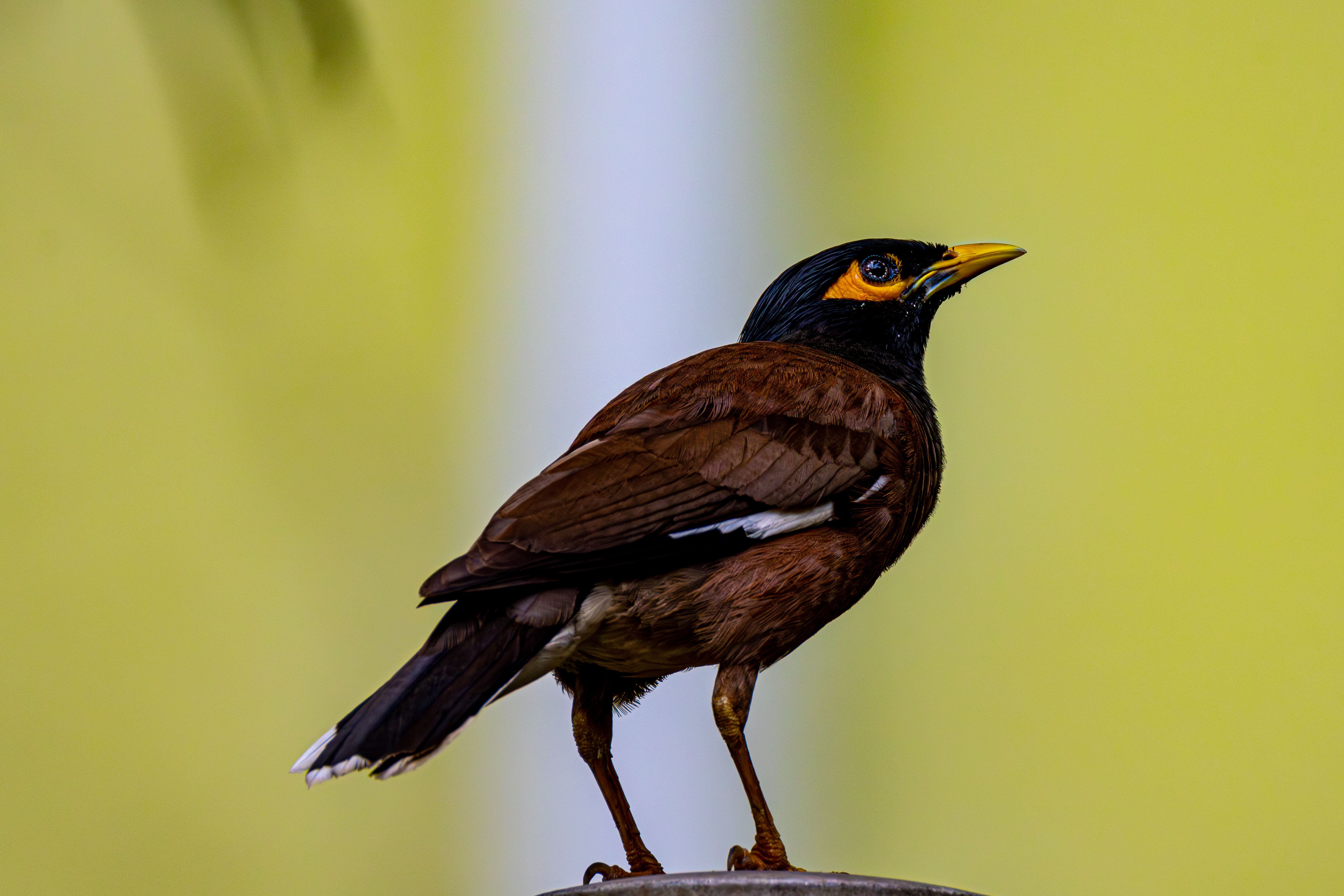 Close-up of a Common Myna Bird in Profile · Free Stock Photo