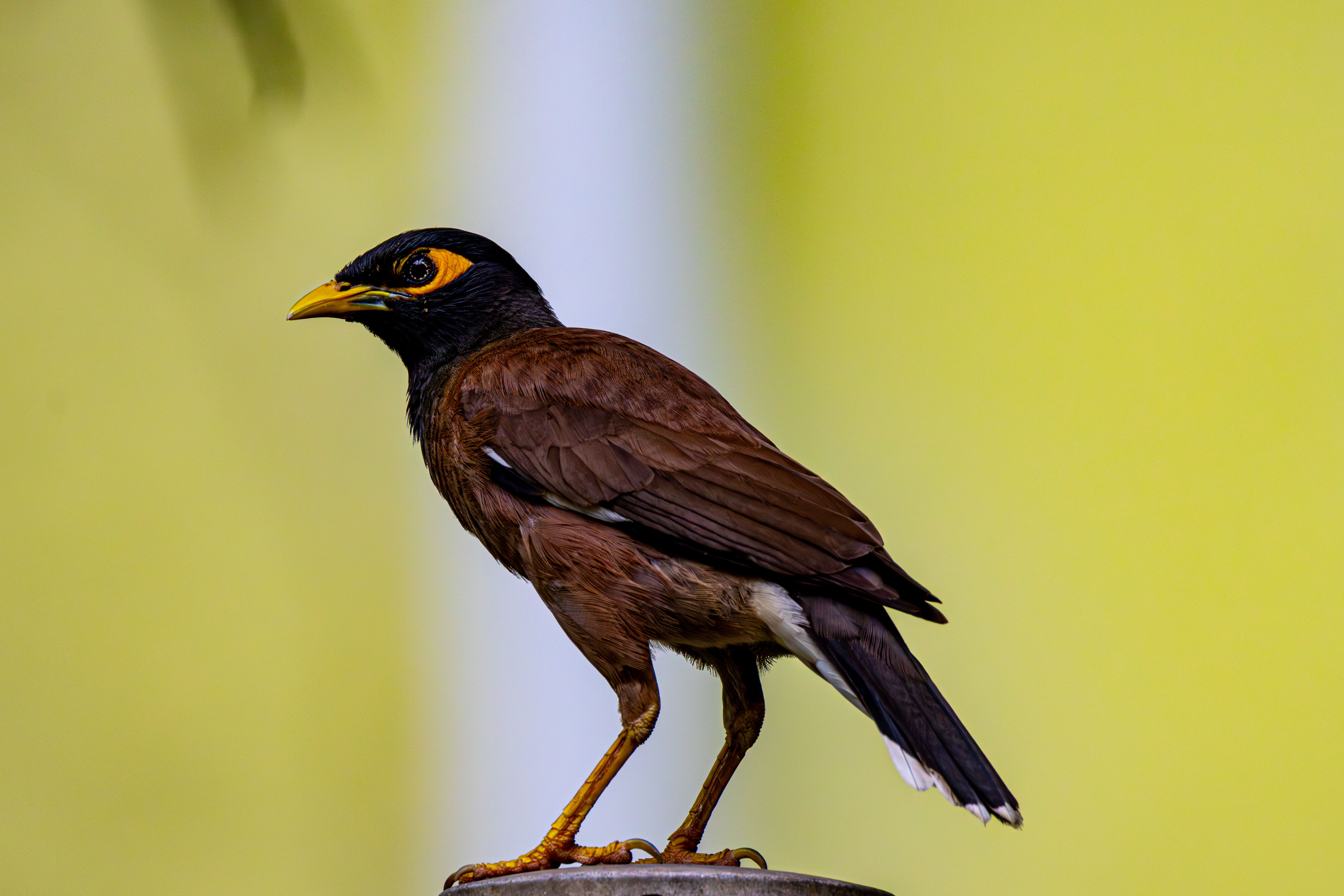 Close-Up of Indian Myna on a Perch · Free Stock Photo