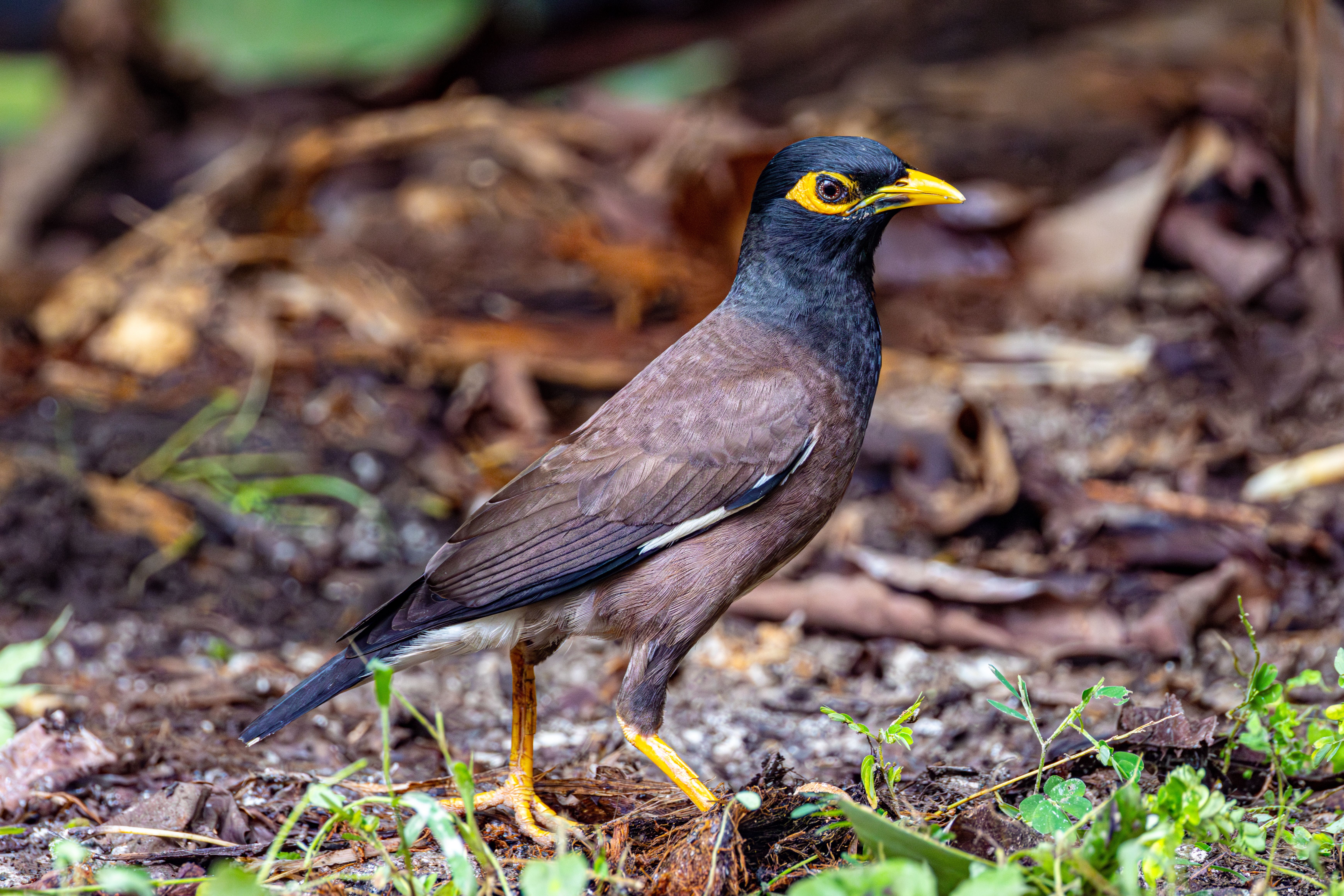 Close-Up of Indian Myna Bird in Natural Habitat · Free Stock Photo