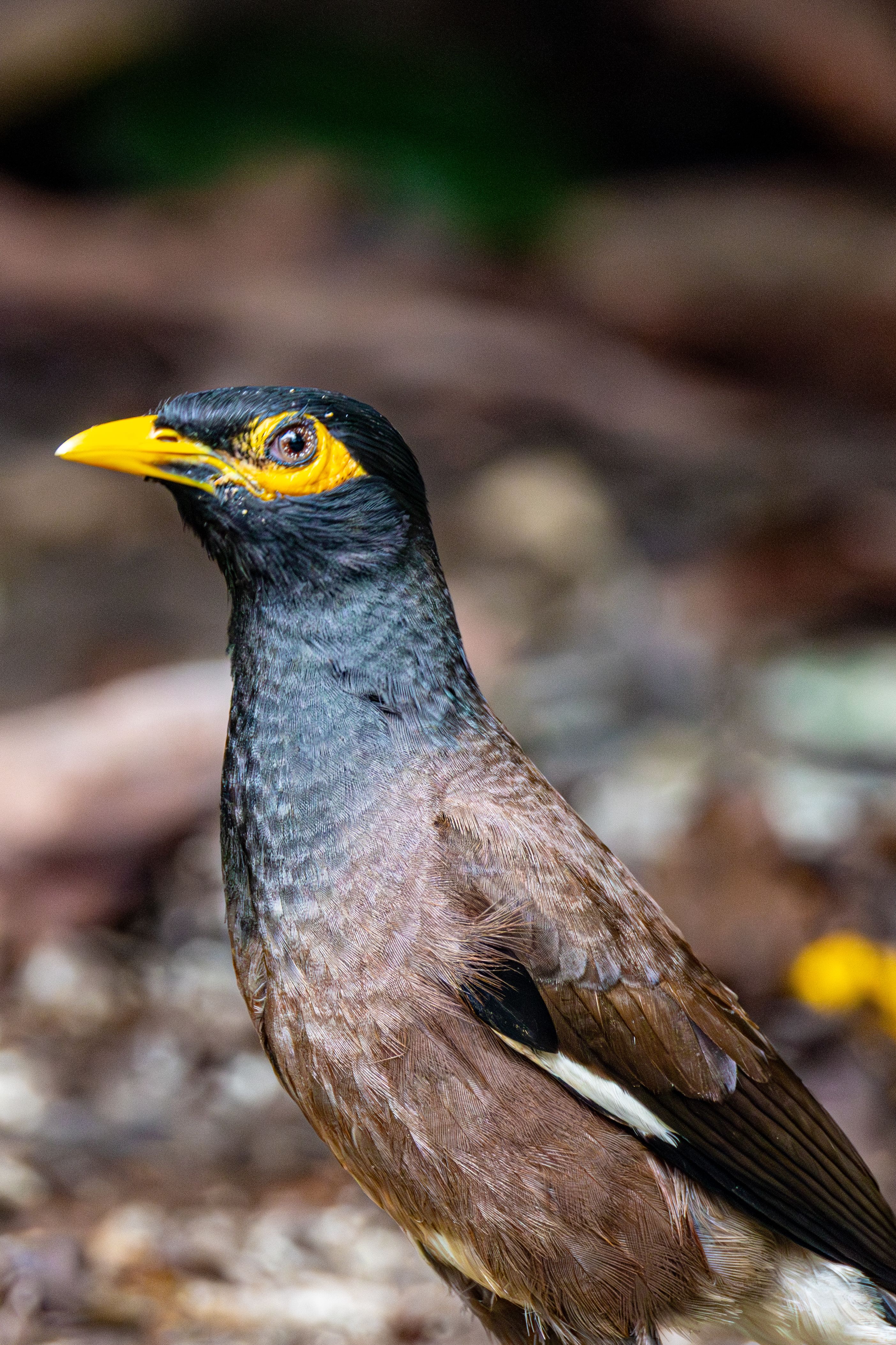 Close-up of Common Myna Bird in Natural Habitat · Free Stock Photo
